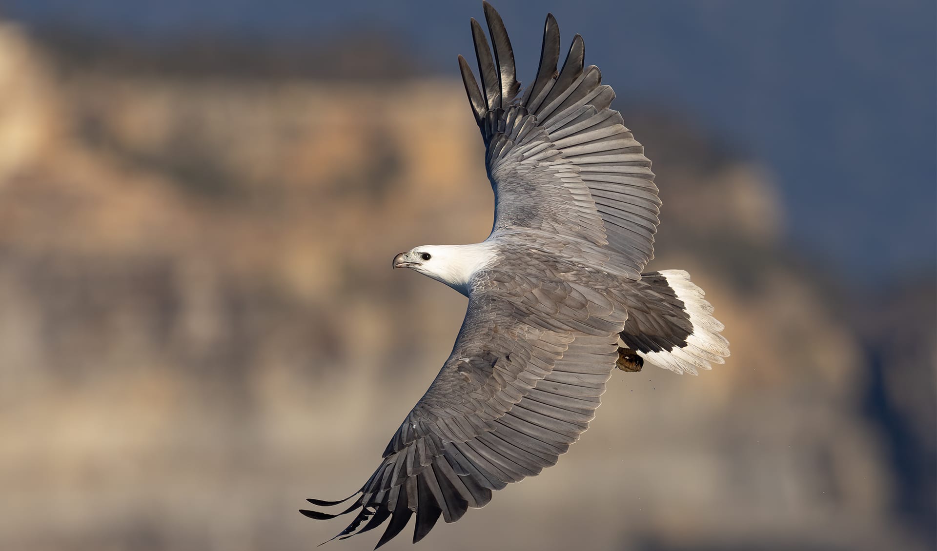 White-bellied sea eagle facts, distribution & population | BioDB