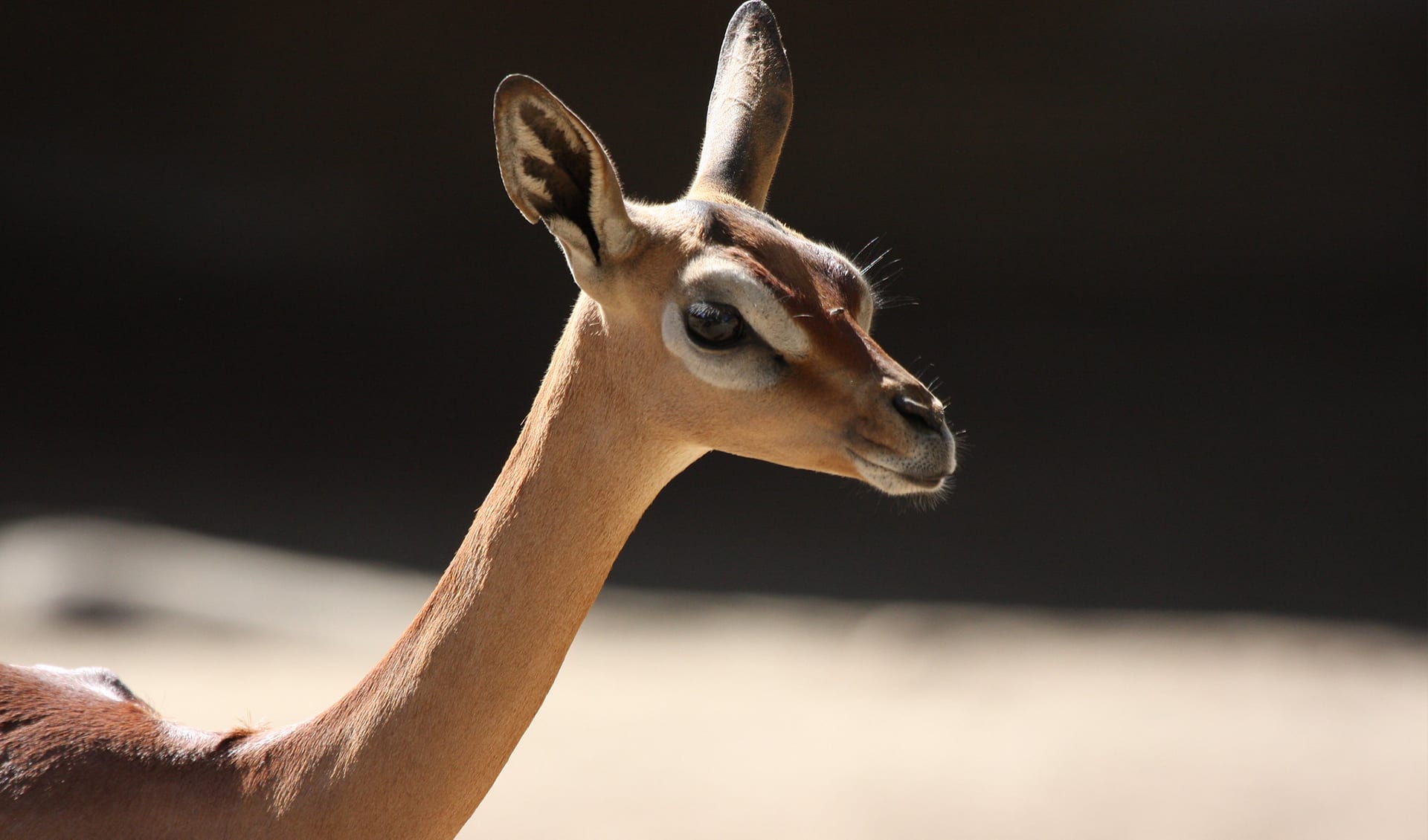 Litocranius - Gerenuk: facts, distribution & population | BioDB