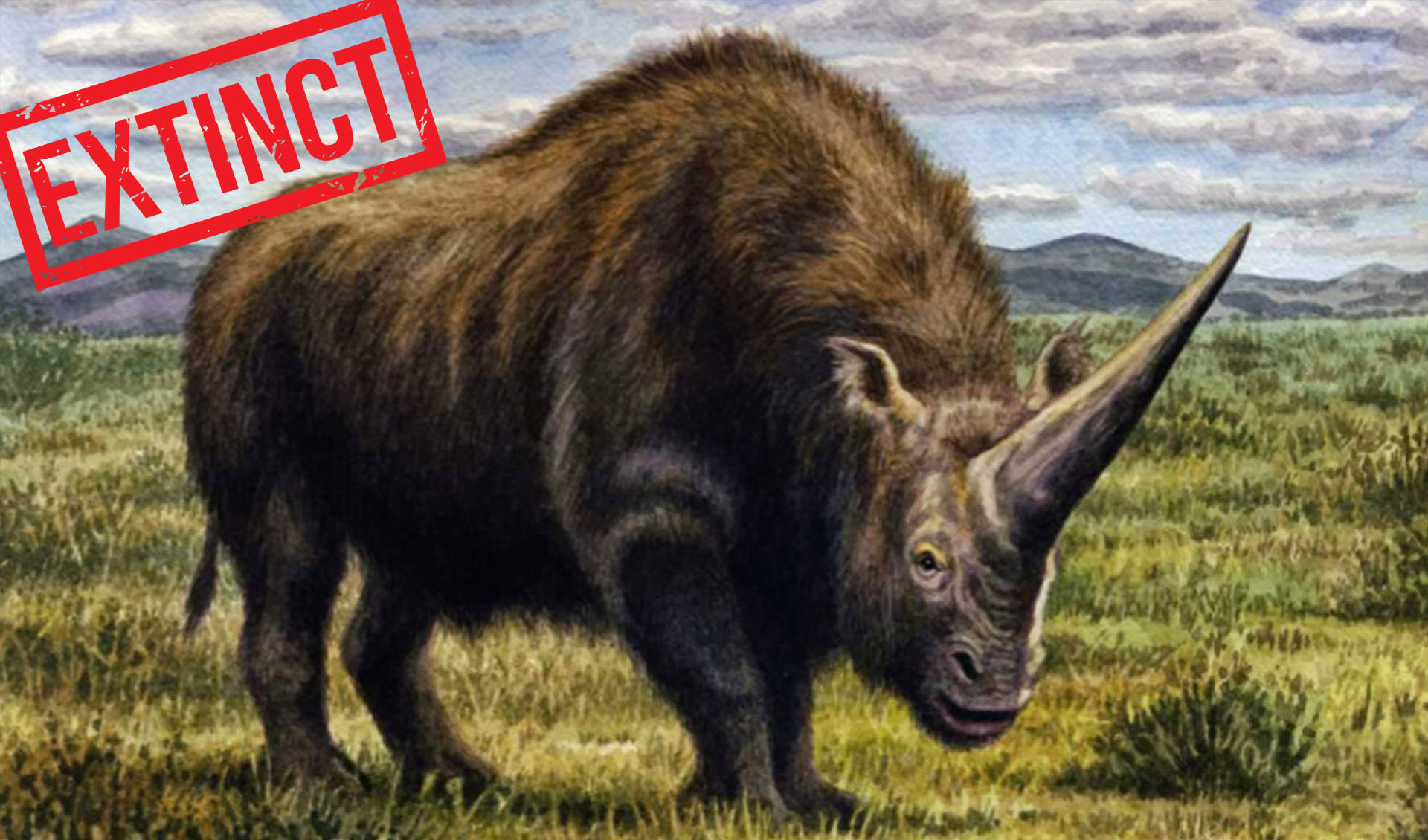 Giant Siberian rhinoceros facts, distribution & population | BioDB