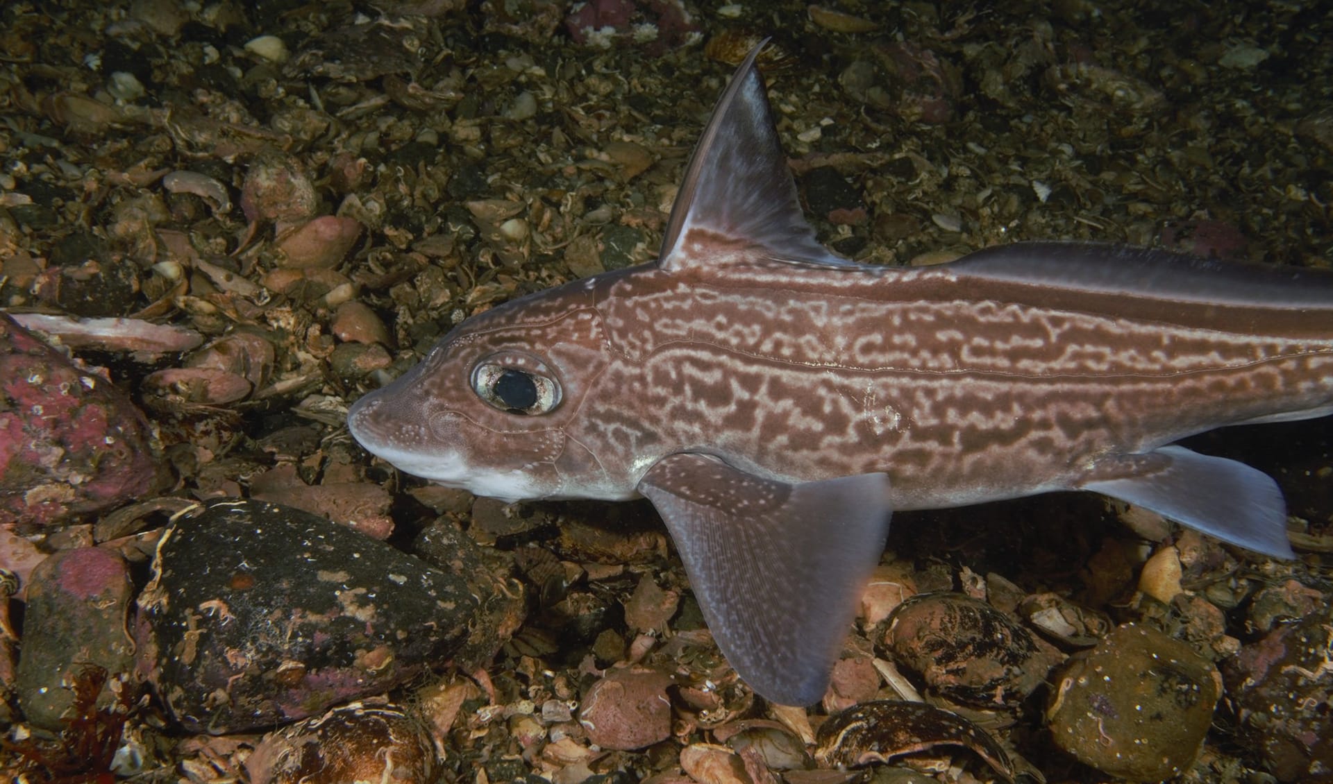 Holocep' - Chimaeras: facts, distribution & population | BioDB