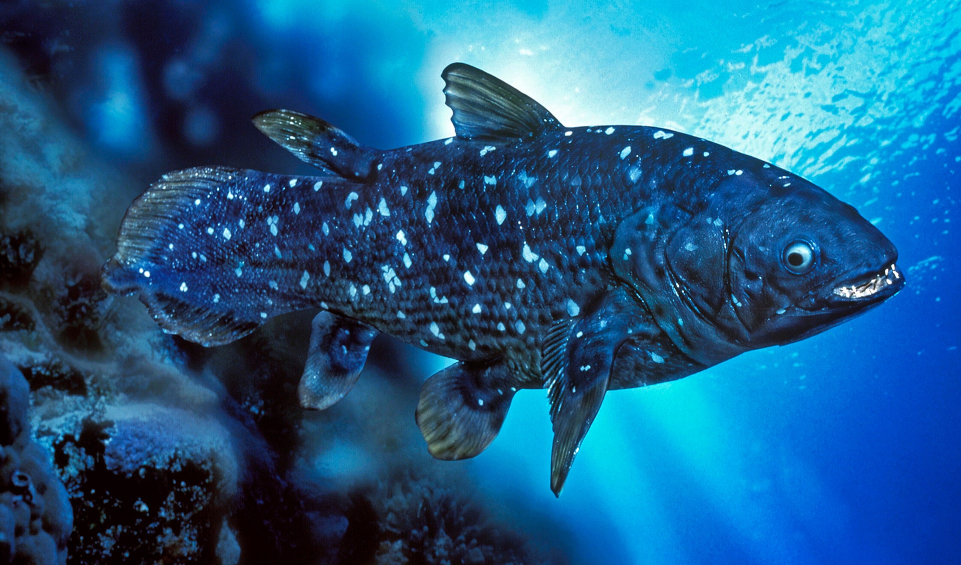 Coelac' - Coelacanths: facts, distribution & population | BioDB