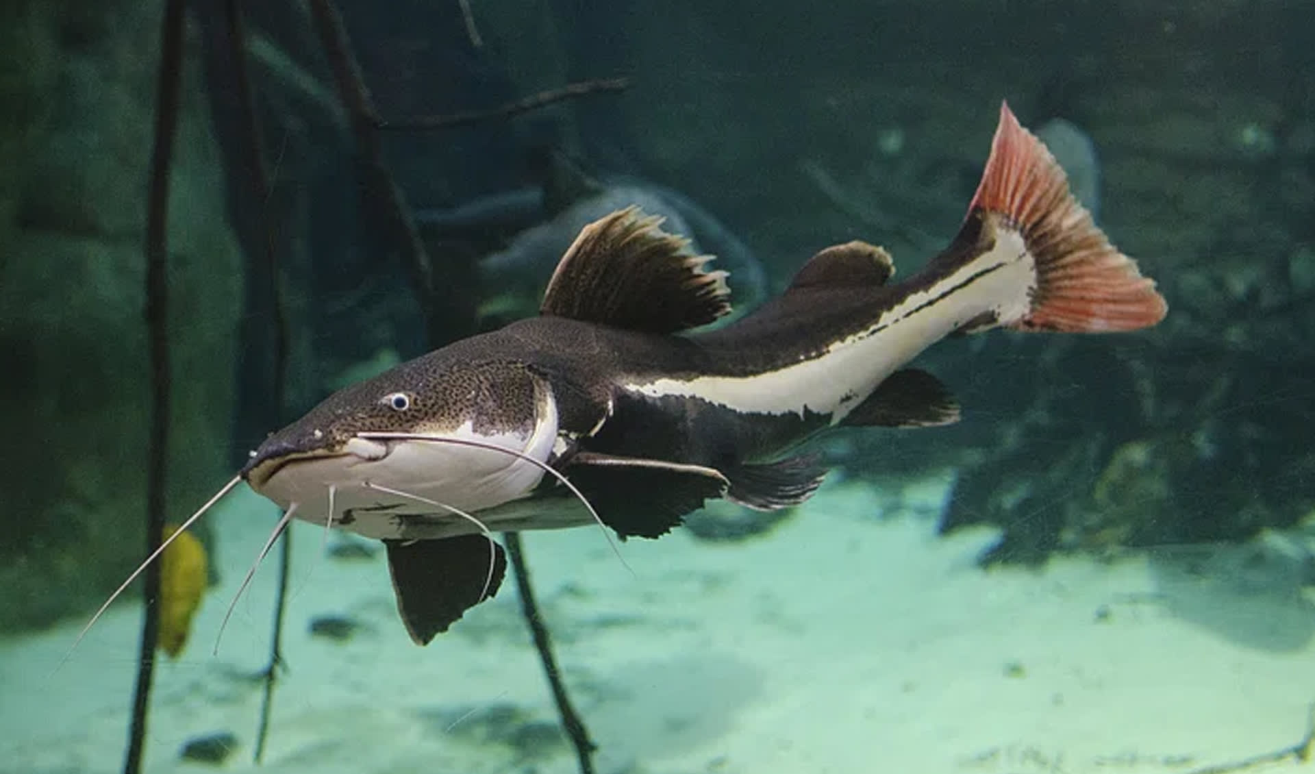 Siluriformes - Catfish & allies: facts, distribution & population | BioDB