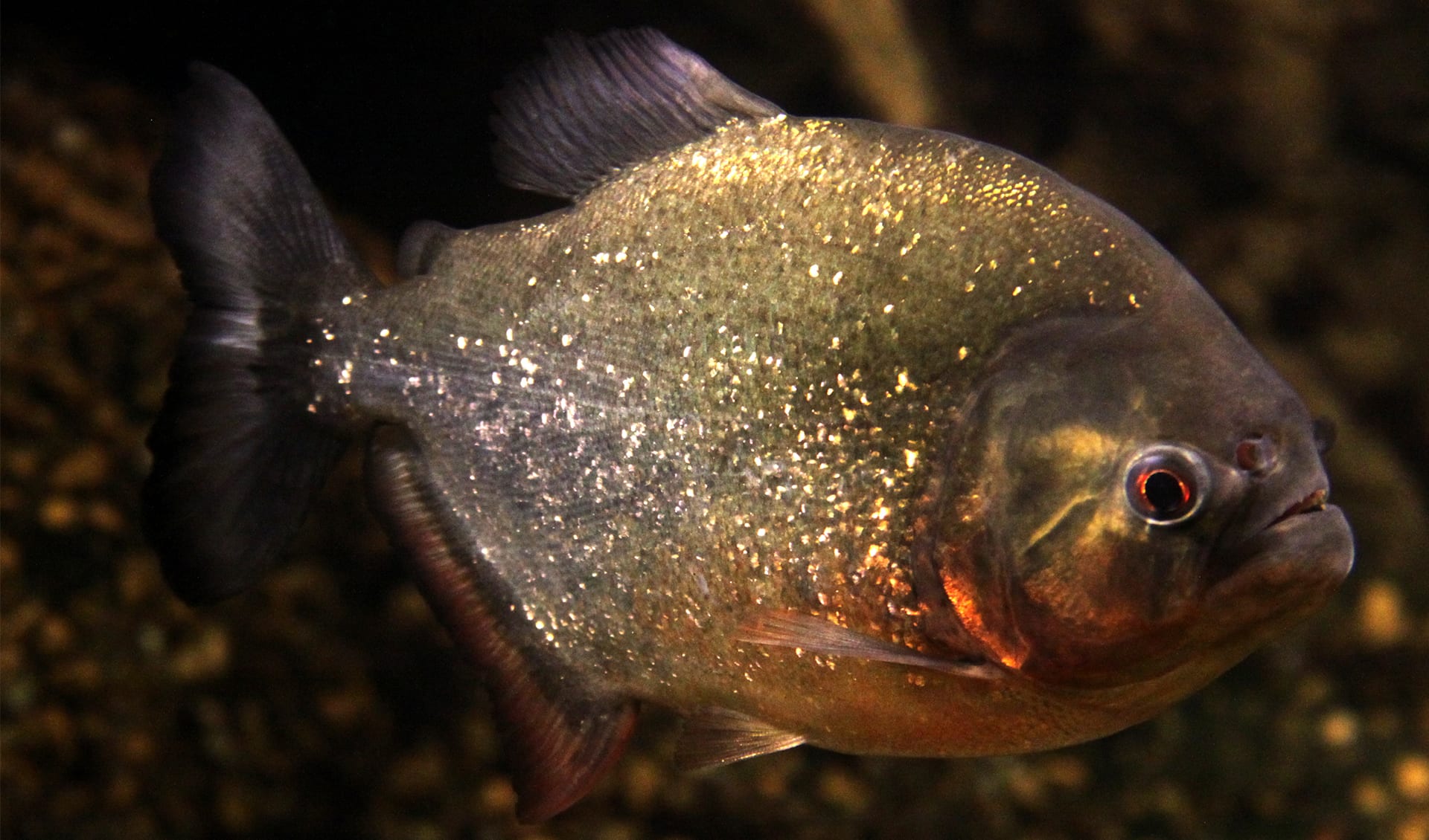 Characiformes - Characins & allies: facts, distribution & population ...