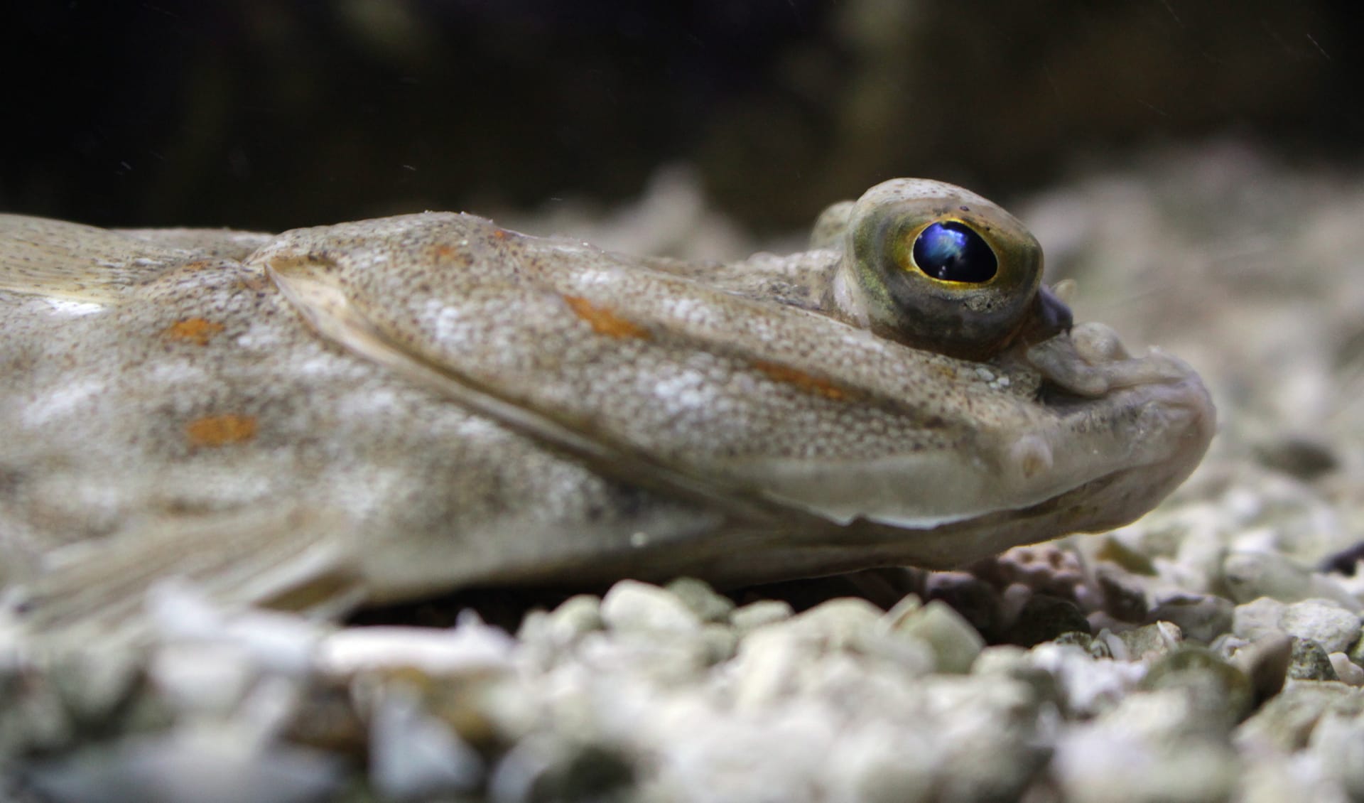Pleuronectiformes - Flatfish: facts, distribution & population | BioDB