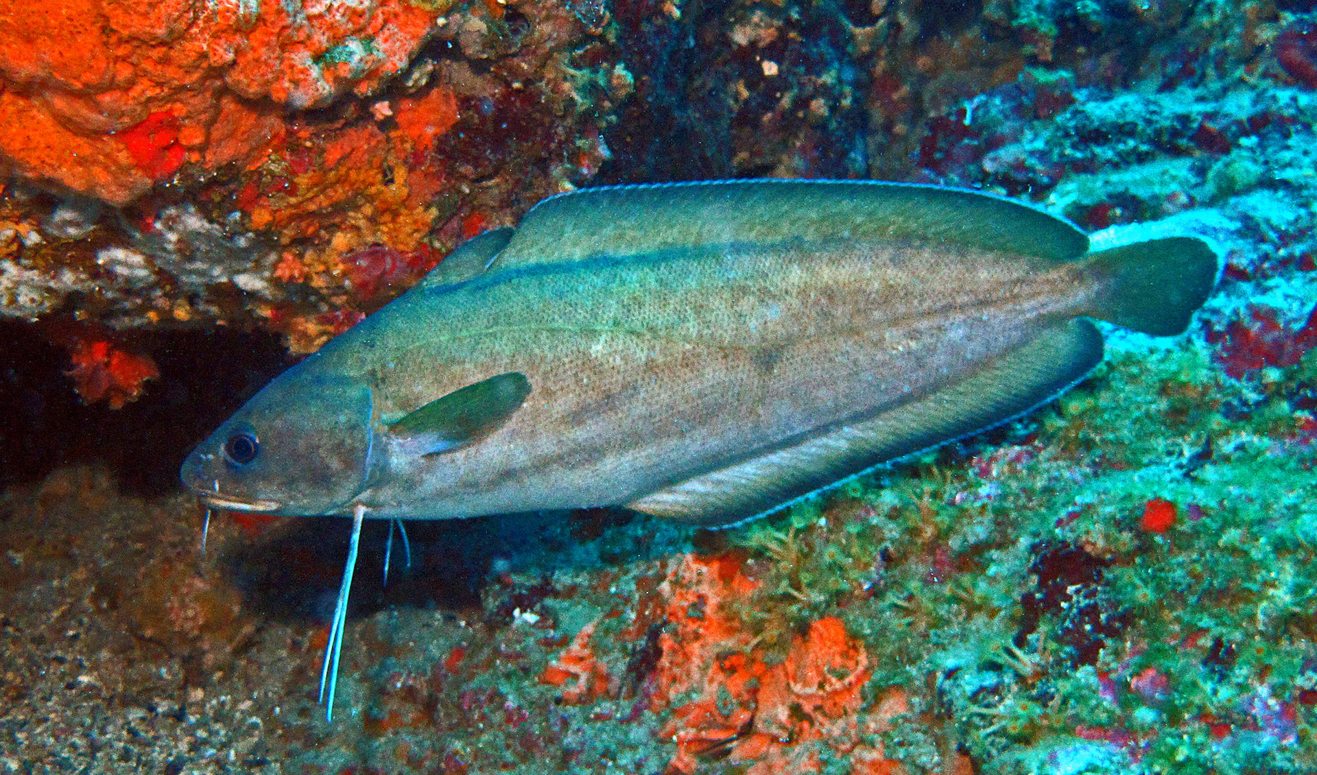 Gadiformes - Anacanthini: facts, distribution & population | BioDB