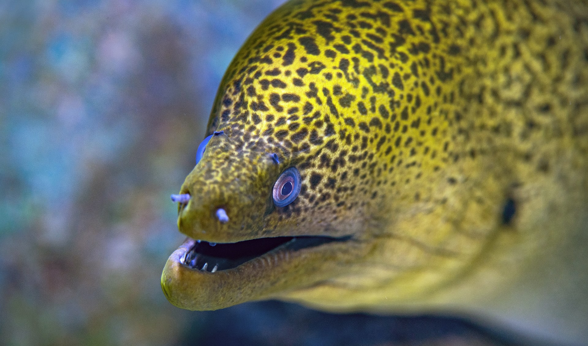Anguilliformes - Eels & moray eels: facts, distribution & population ...