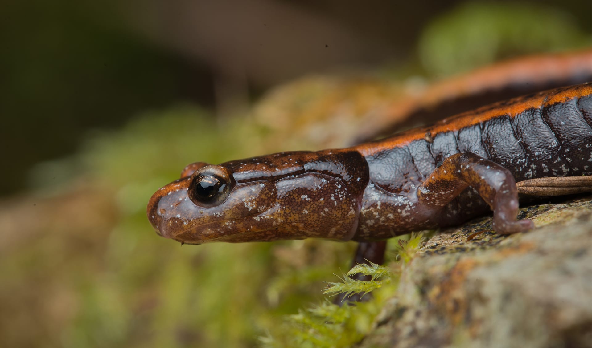 Plethodon – Woodland salamanders: facts, distribution & population | BioDB