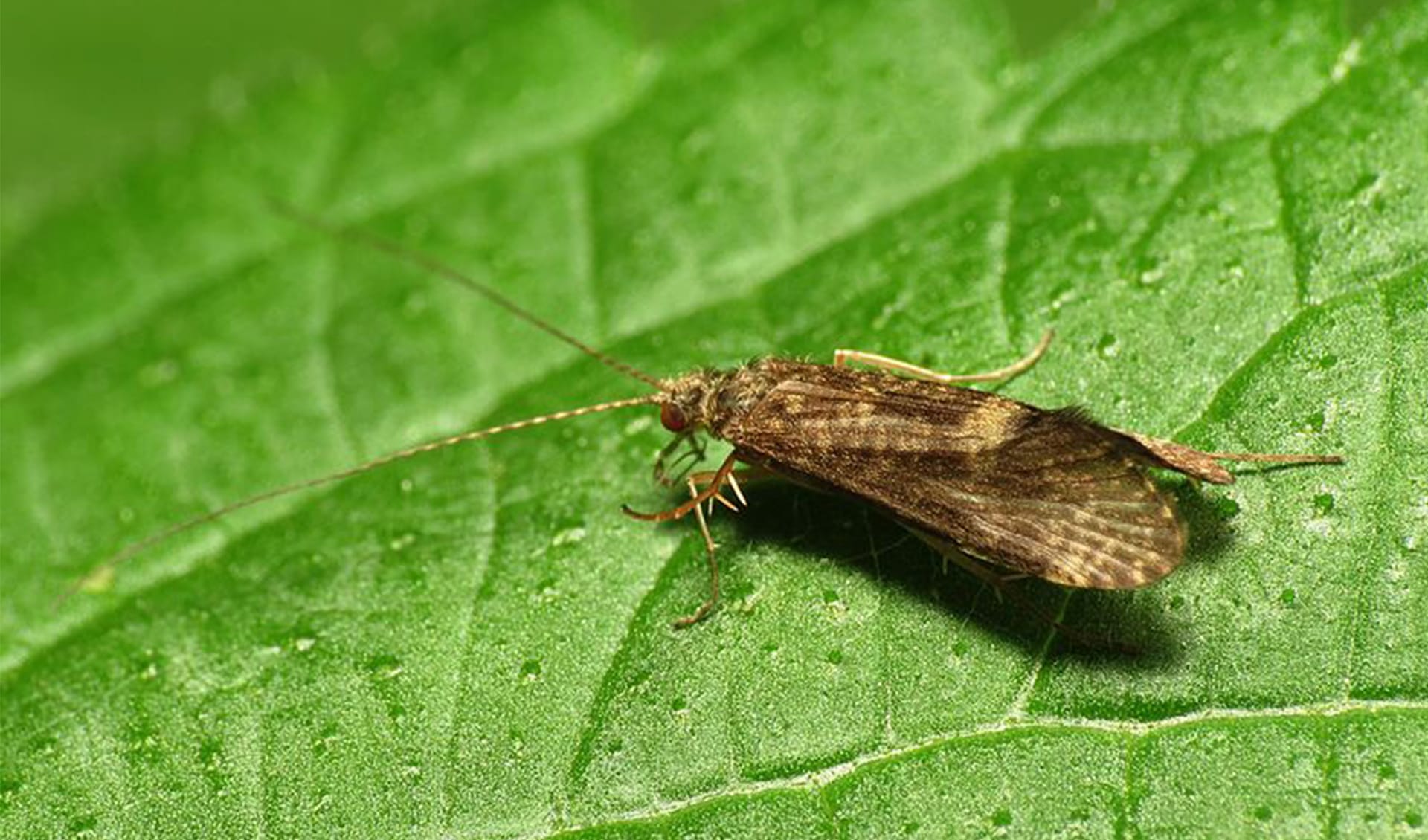 Trichoptera - Caddisflies: facts, distribution & population | BioDB