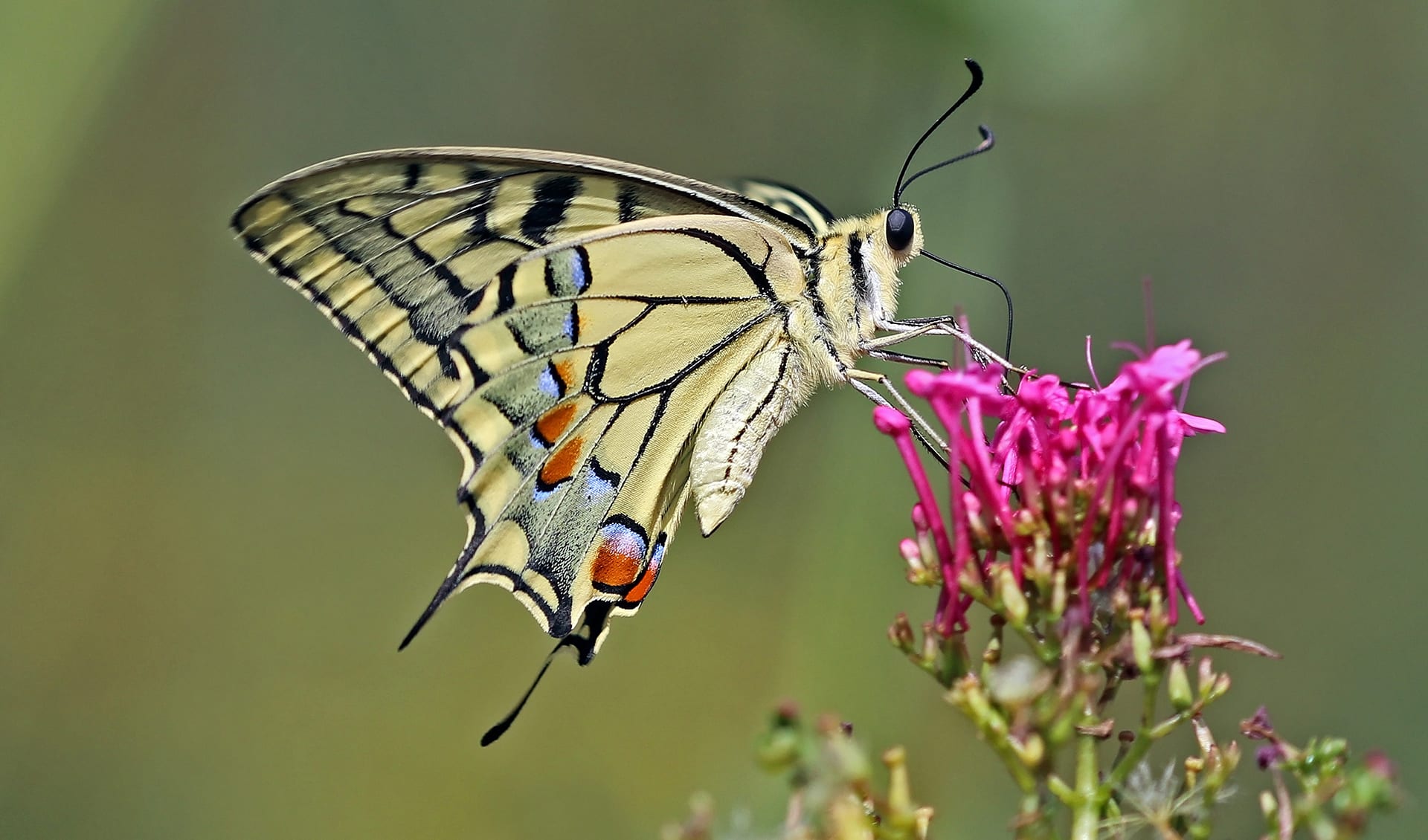 Lepidoptera - Butterflies & moths: facts, distribution & population | BioDB