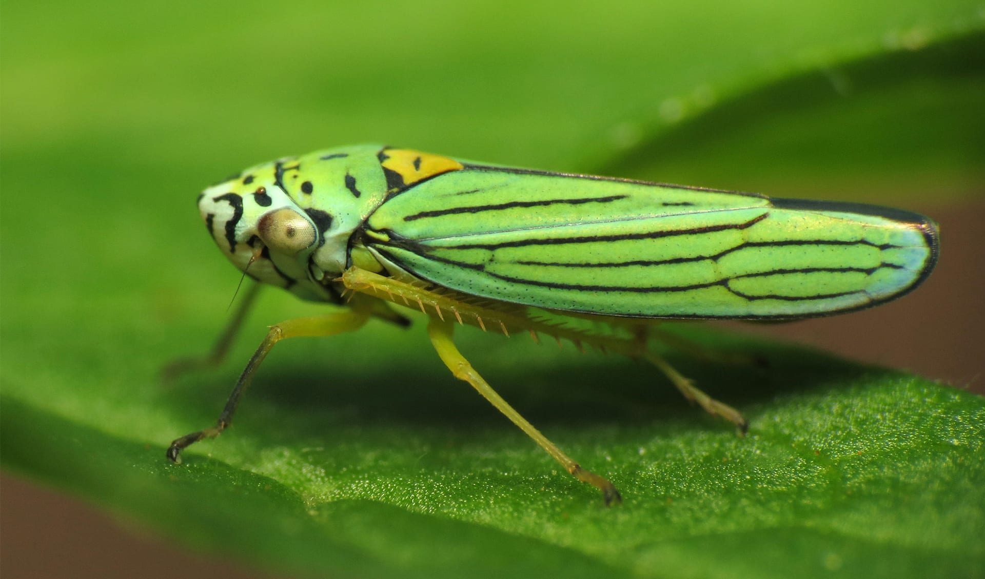 Hemiptera - True bugs, cicadas & aphids: facts, distribution ...