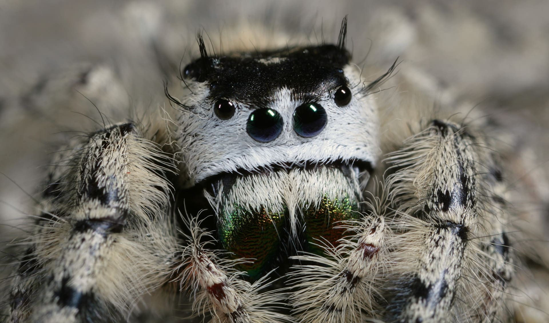 Arachnida - Spiders & scorpions: facts, distribution & population | BioDB