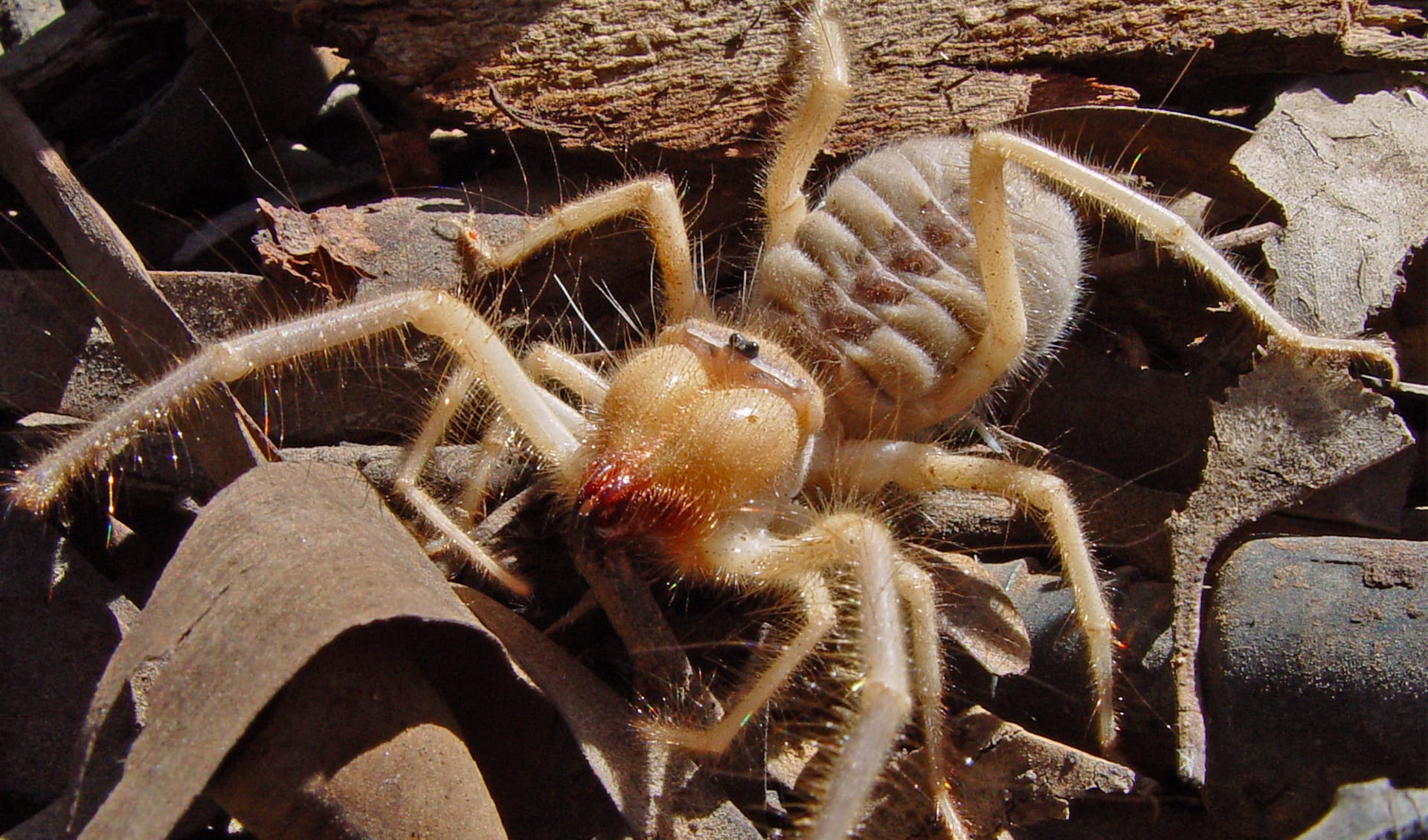 Solifugae - Camel spiders & allies: facts, distribution & population ...