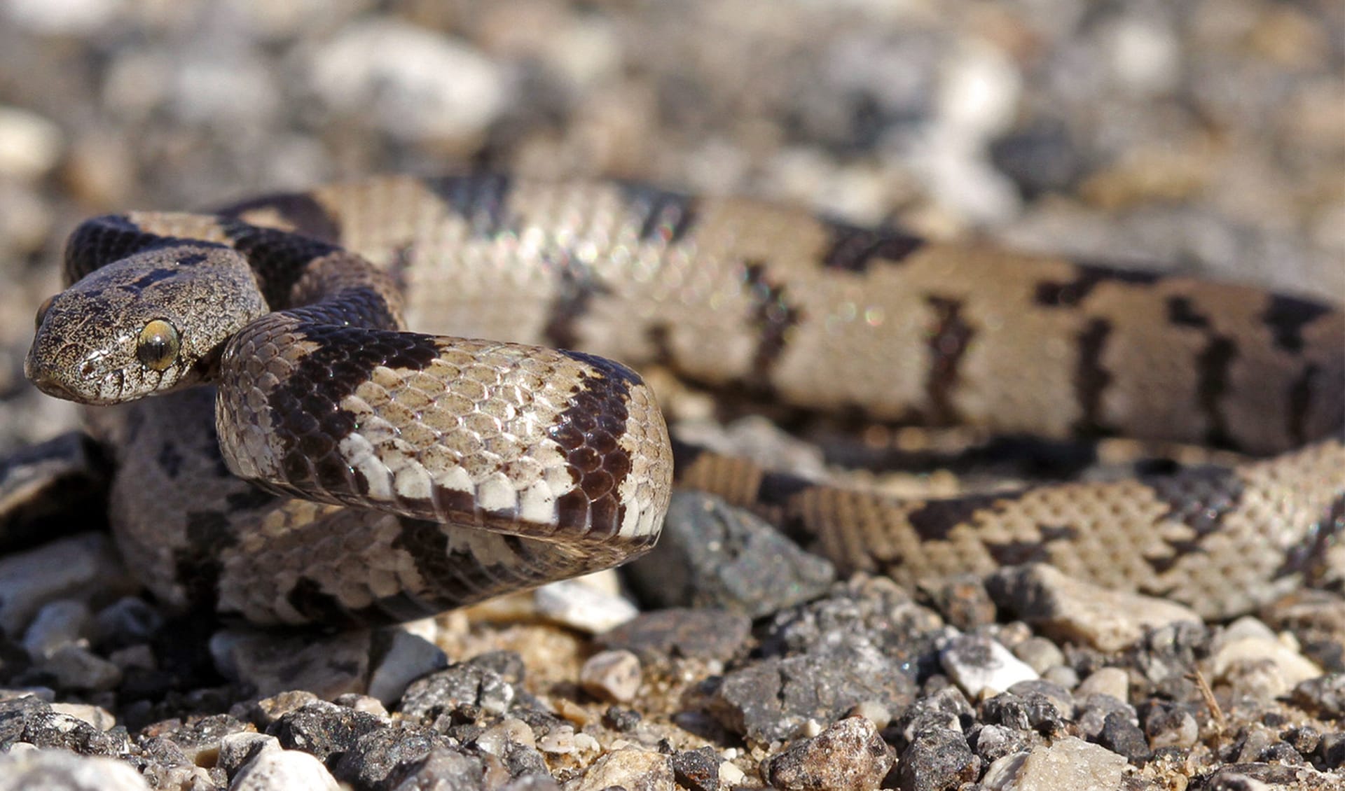 European cat snake facts, distribution & population | BioDB