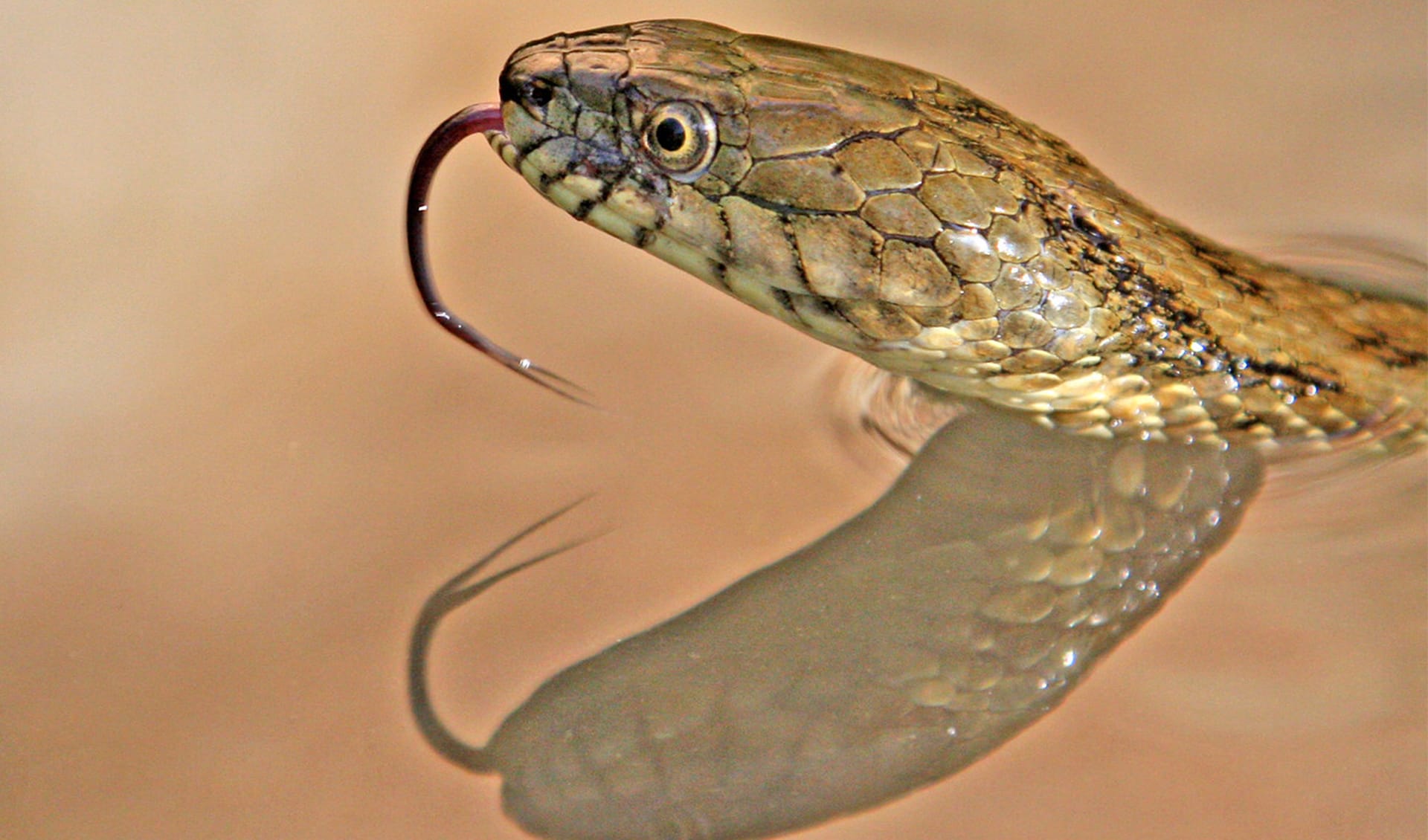 Dice snake facts, distribution & population | BioDB