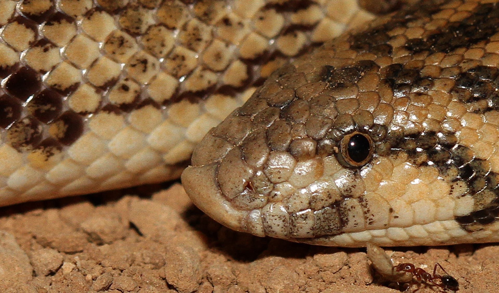 Javelin sand boa facts, distribution & population | BioDB