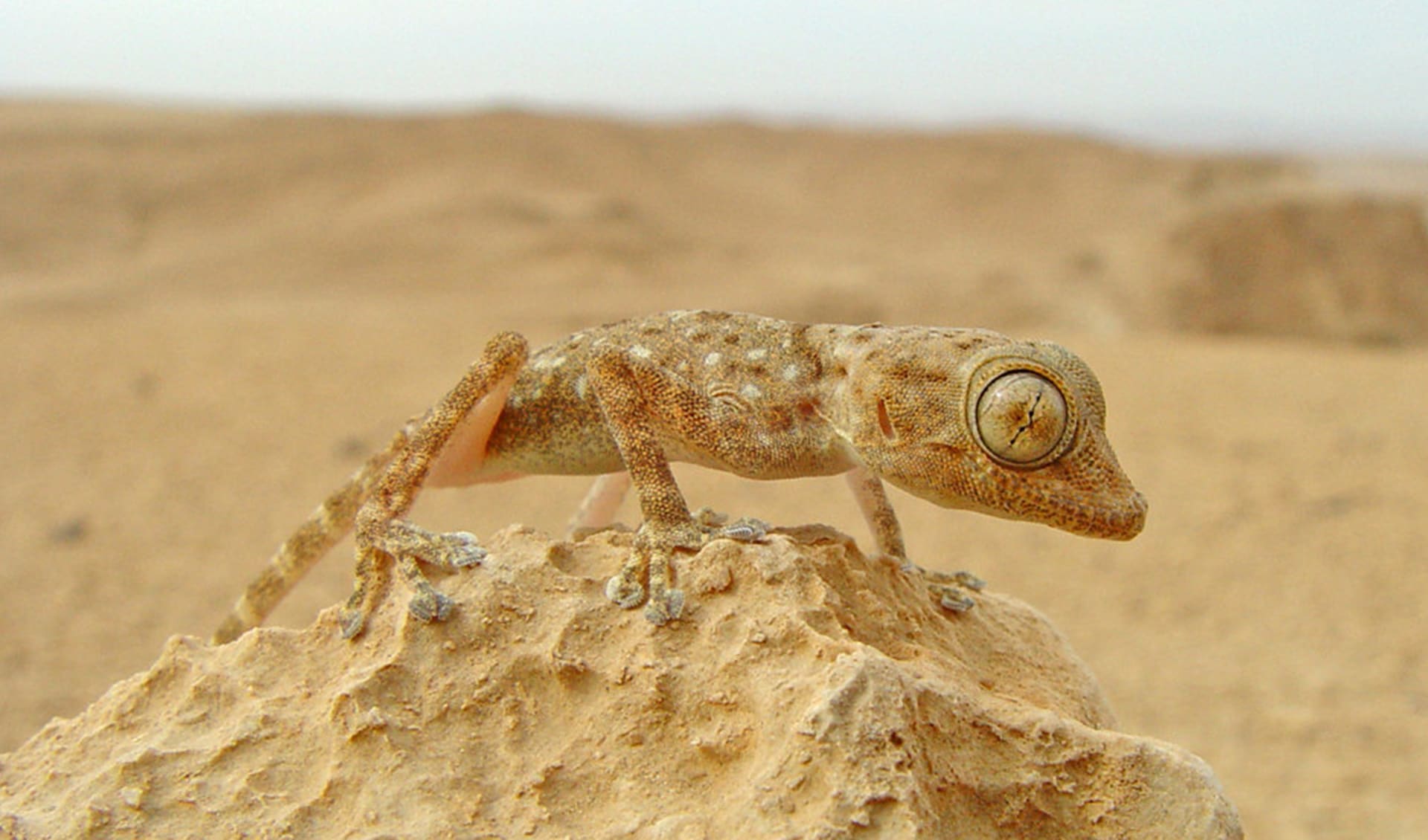 Sinai fan-fingered gecko facts, distribution & population | BioDB