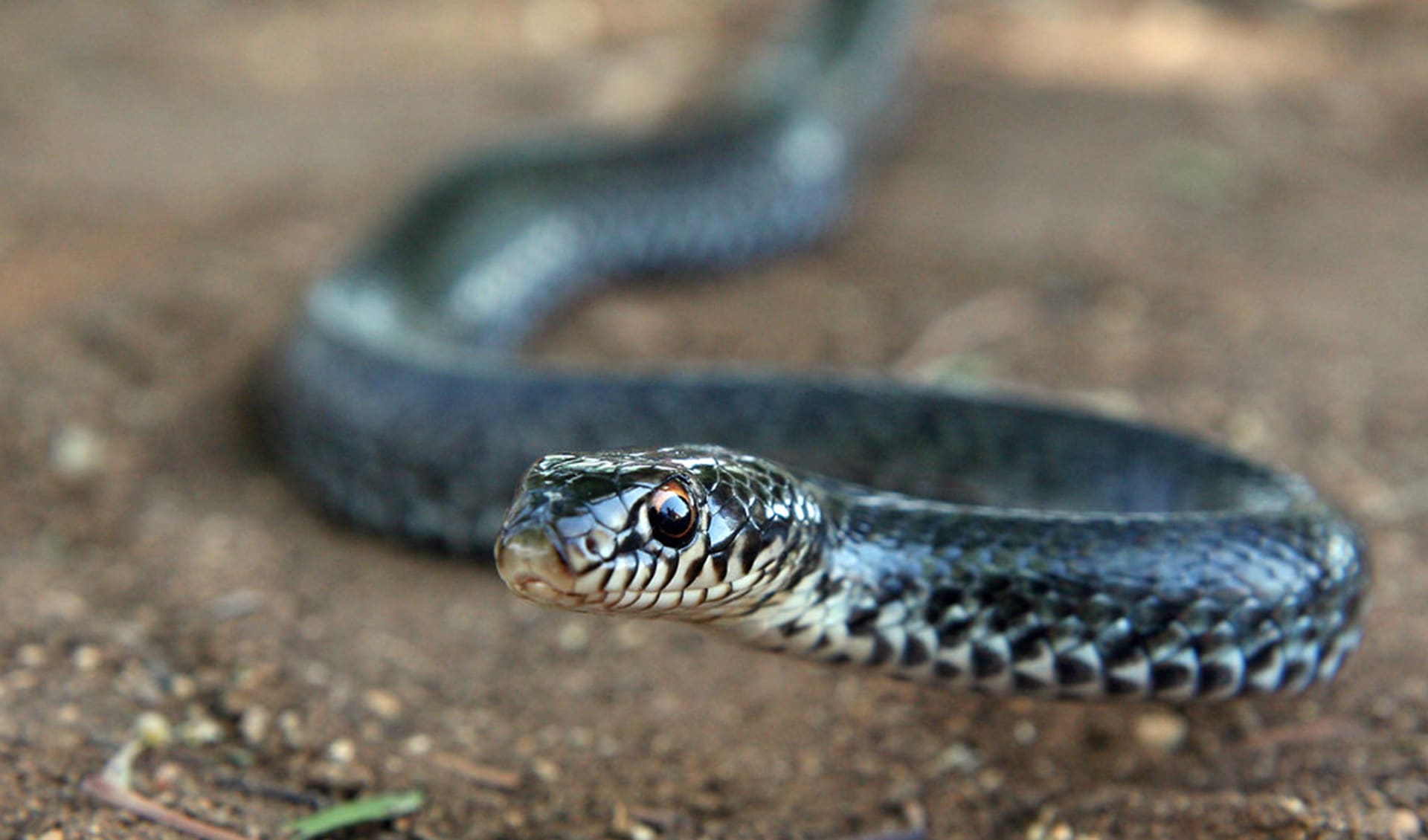 Large whip snake facts, distribution & population | BioDB