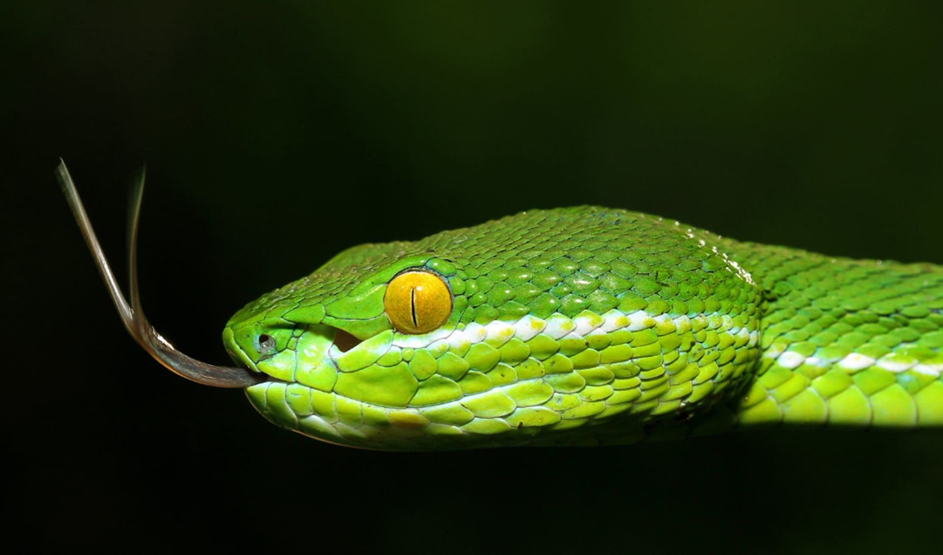 Trimeresurus - Asian palm pit vipers: facts, distribution & population ...
