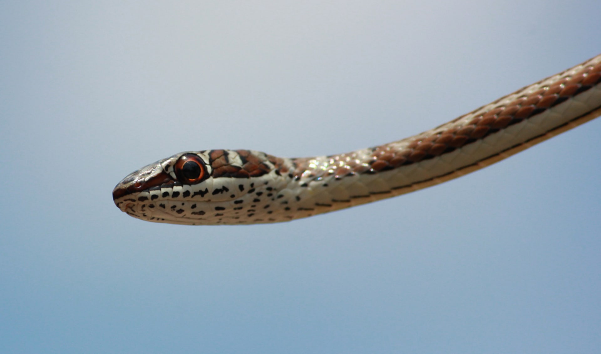 Psammophis - Sand-snake: facts, distribution & population | BioDB