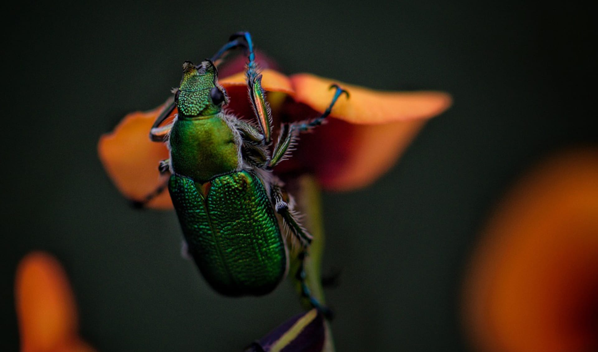 Buprestidae - Jewel beetles: facts, distribution & population | BioDB