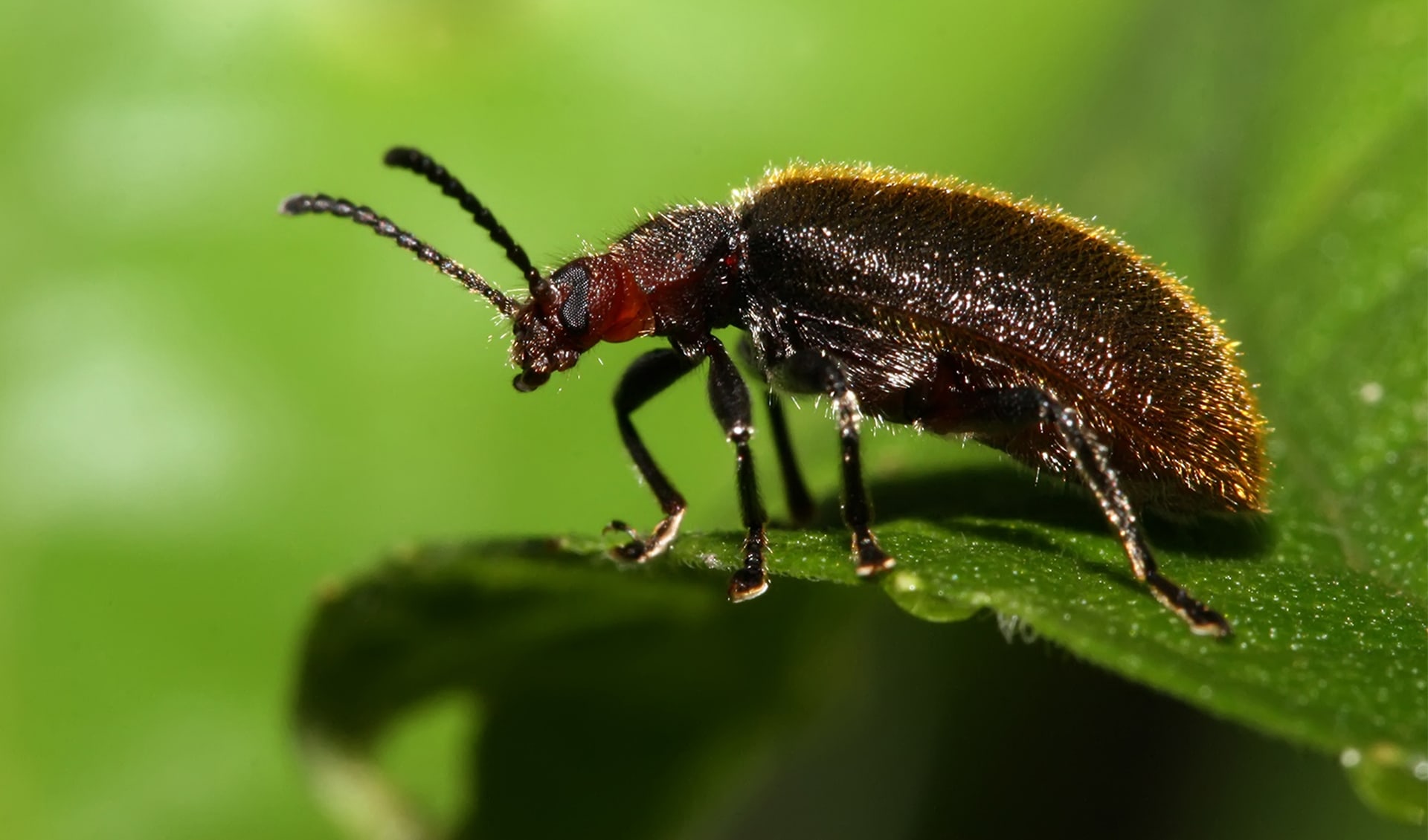Tenebrionidae - Darkling beetles: facts, distribution & population | BioDB