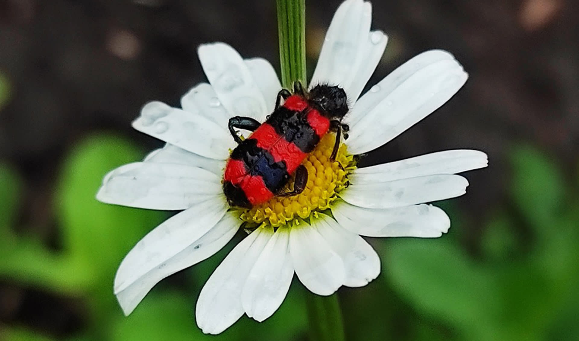 Cleridae - Checkered beetles: facts, distribution & population | BioDB