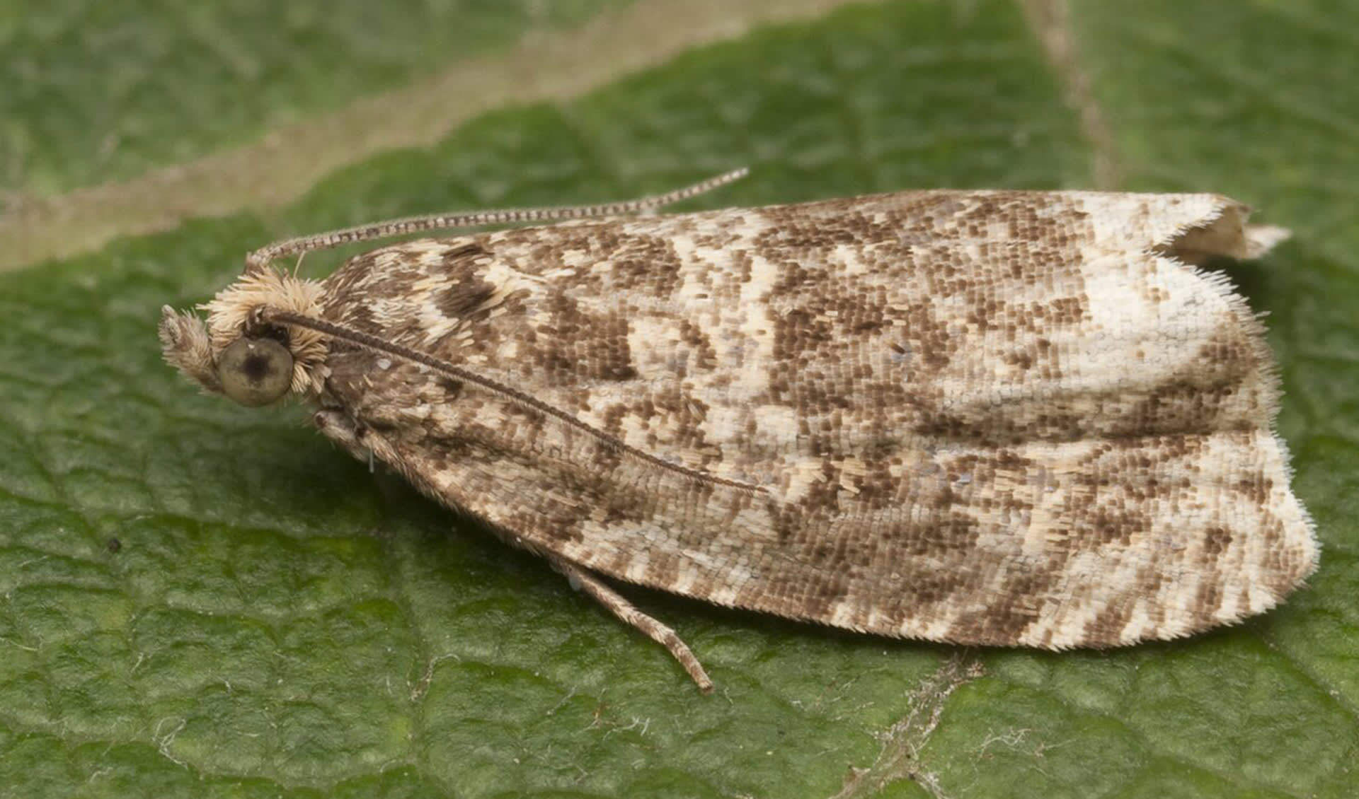 Tortricidae - Tortrix moths: facts, distribution & population | BioDB