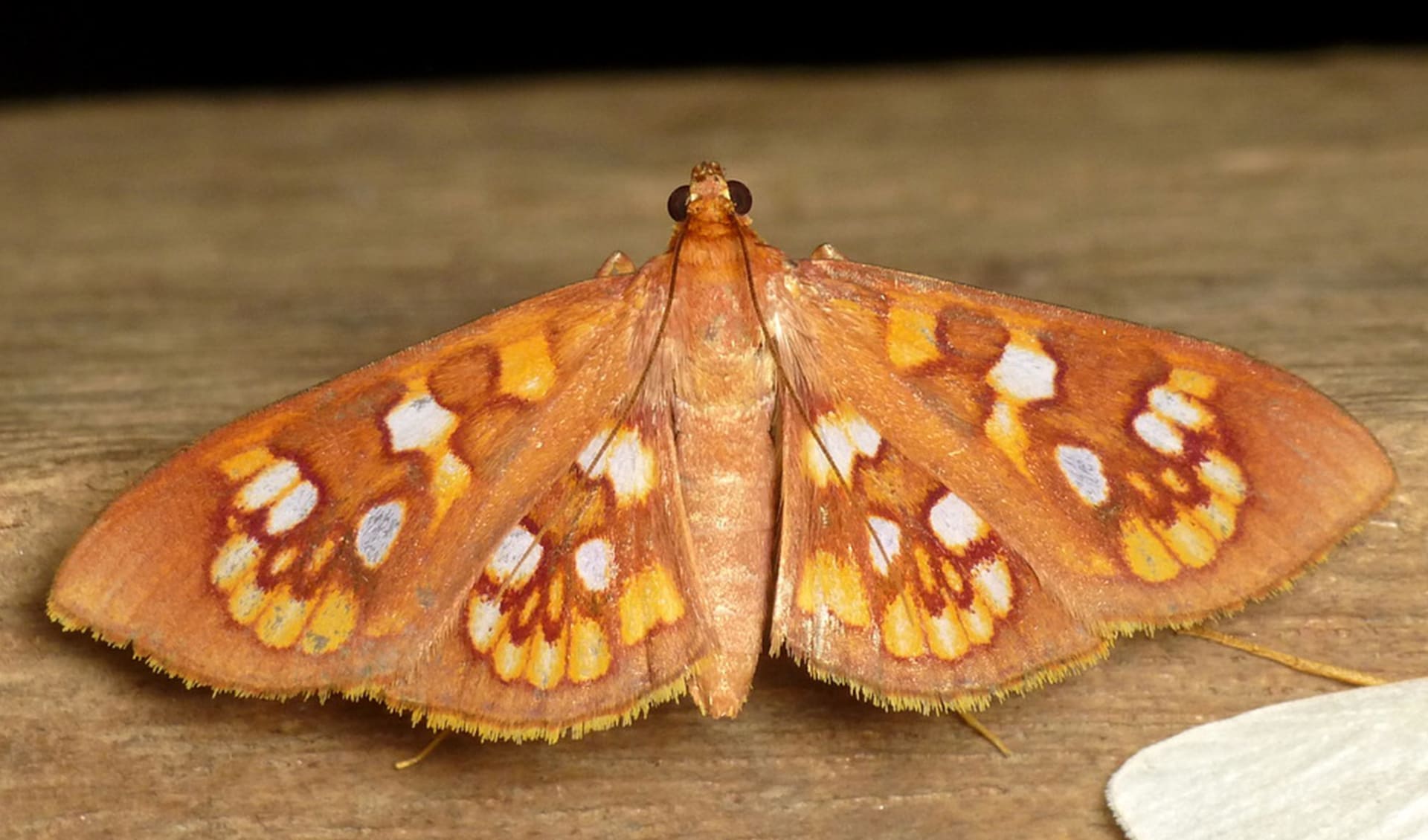 Crambidae - Crambid snout moths: facts, distribution & population | BioDB