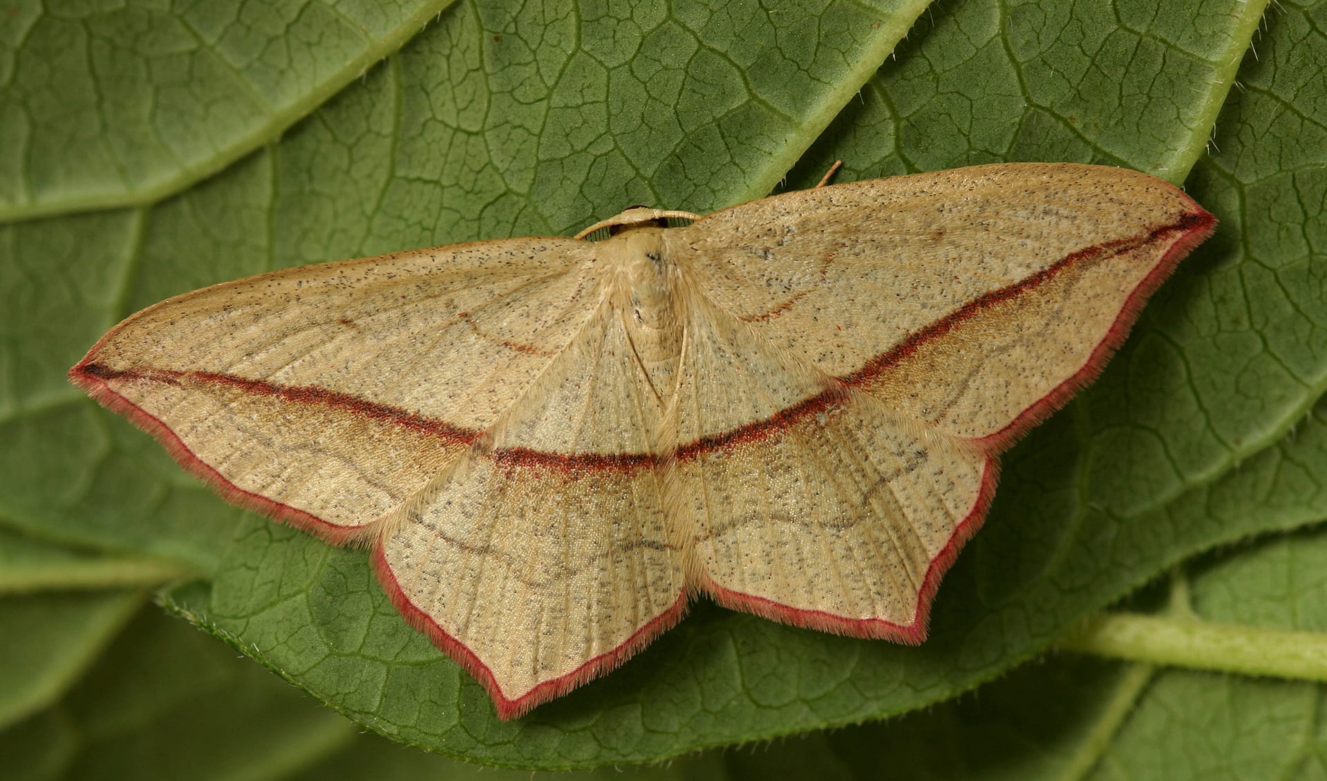 Geometridae - Geometer moths: facts, distribution & population | BioDB