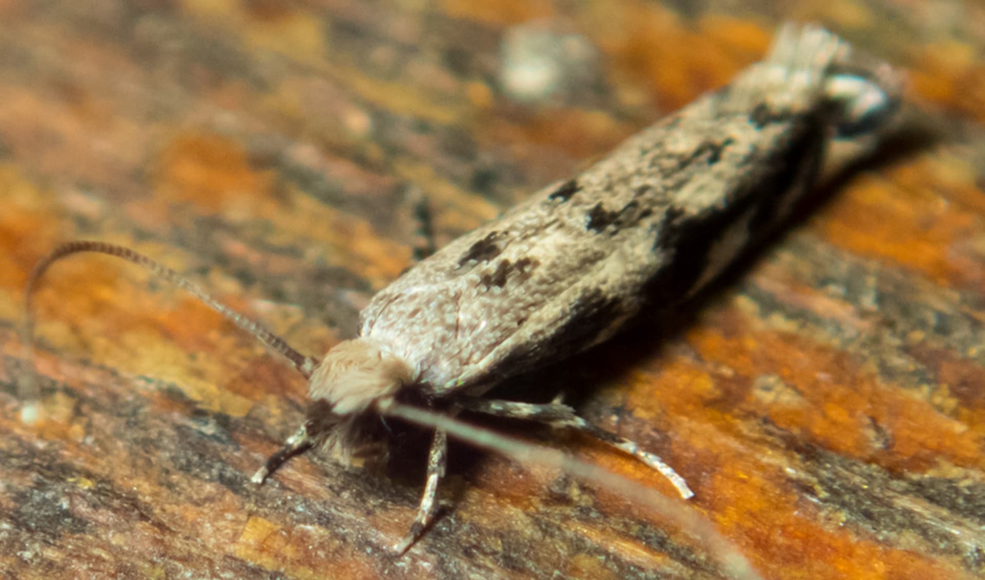 Tineidae - Clothes moths: facts, distribution & population | BioDB