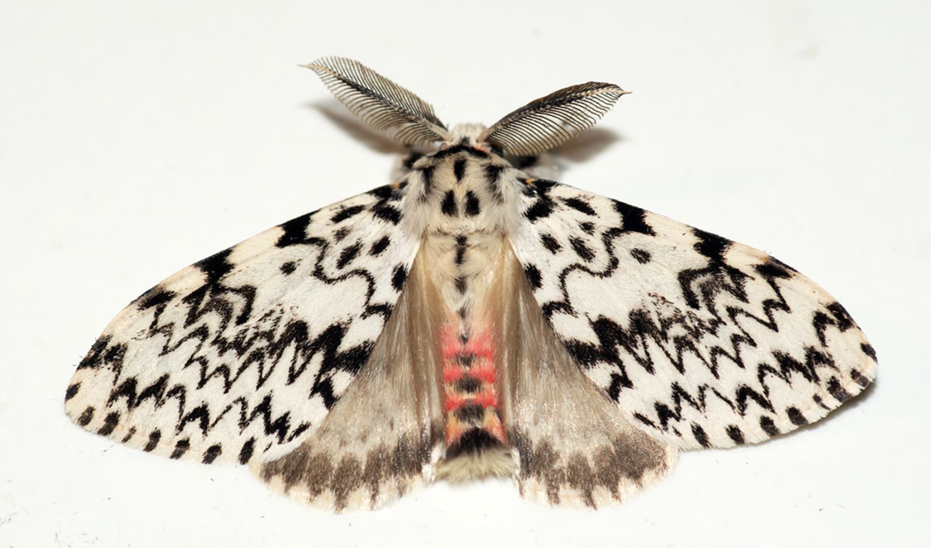 Lymantriinae - Tussock moths: facts, distribution & population | BioDB