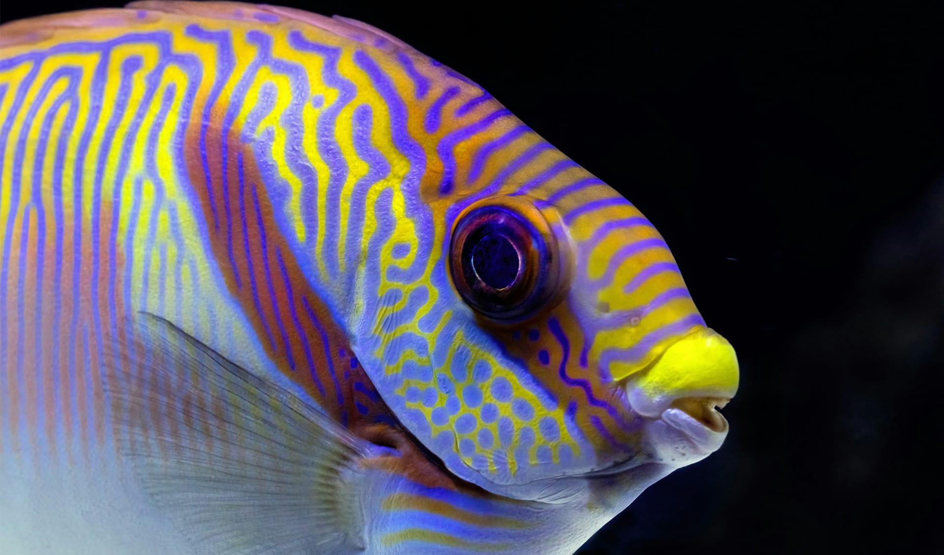 Perciformes - Perch-like fishes: facts, distribution & population | BioDB