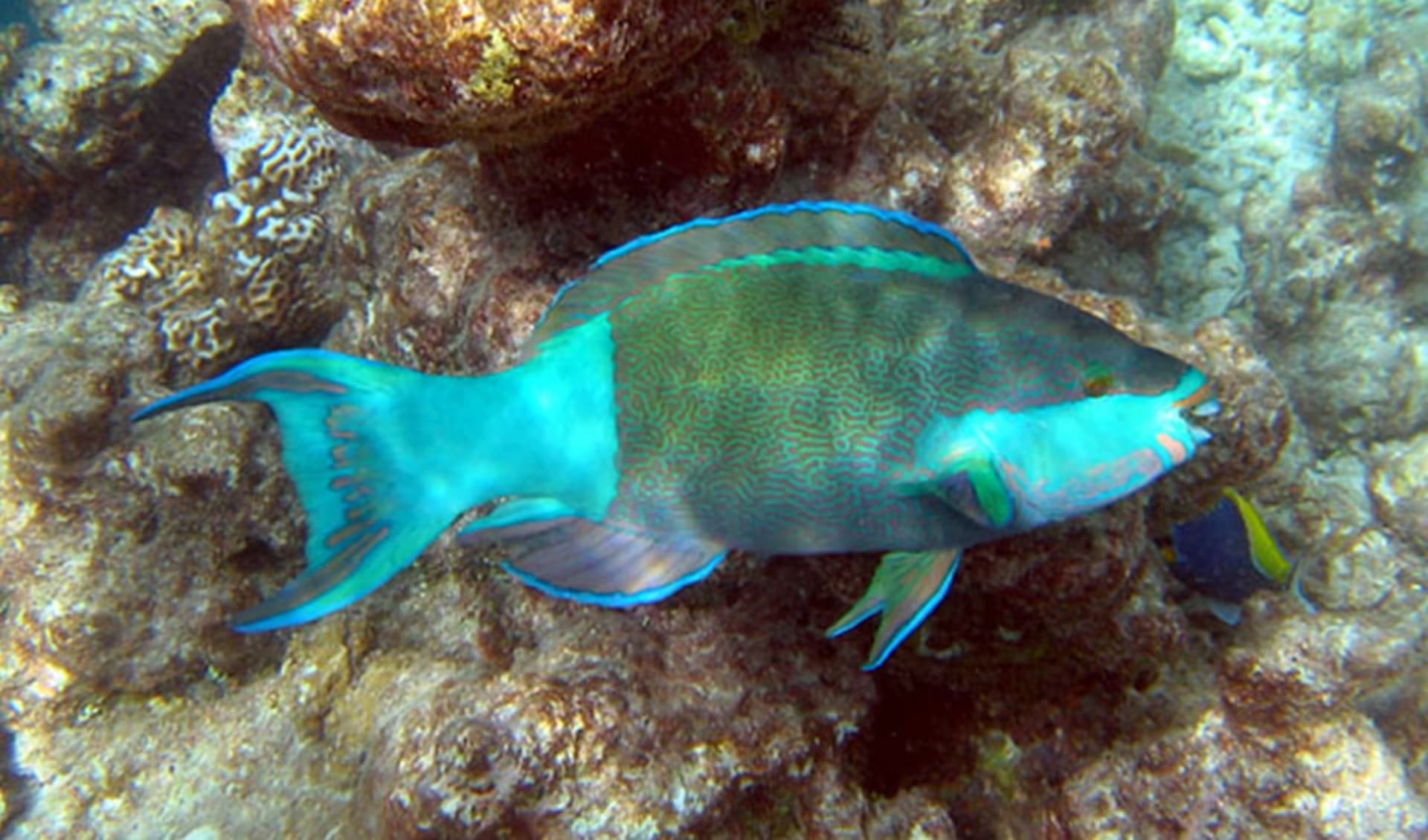 Scaridae - Parrotfish: facts, distribution & population | BioDB