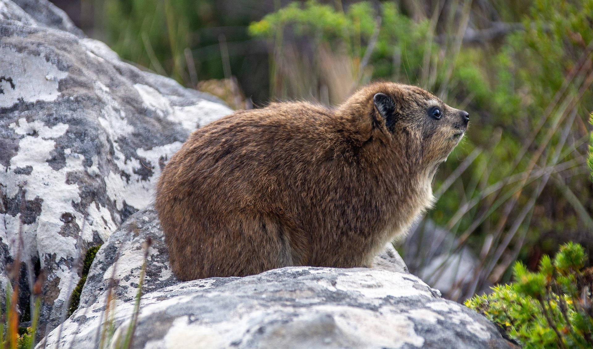 Procavia - Rock hyrax: facts, distribution & population | BioDB