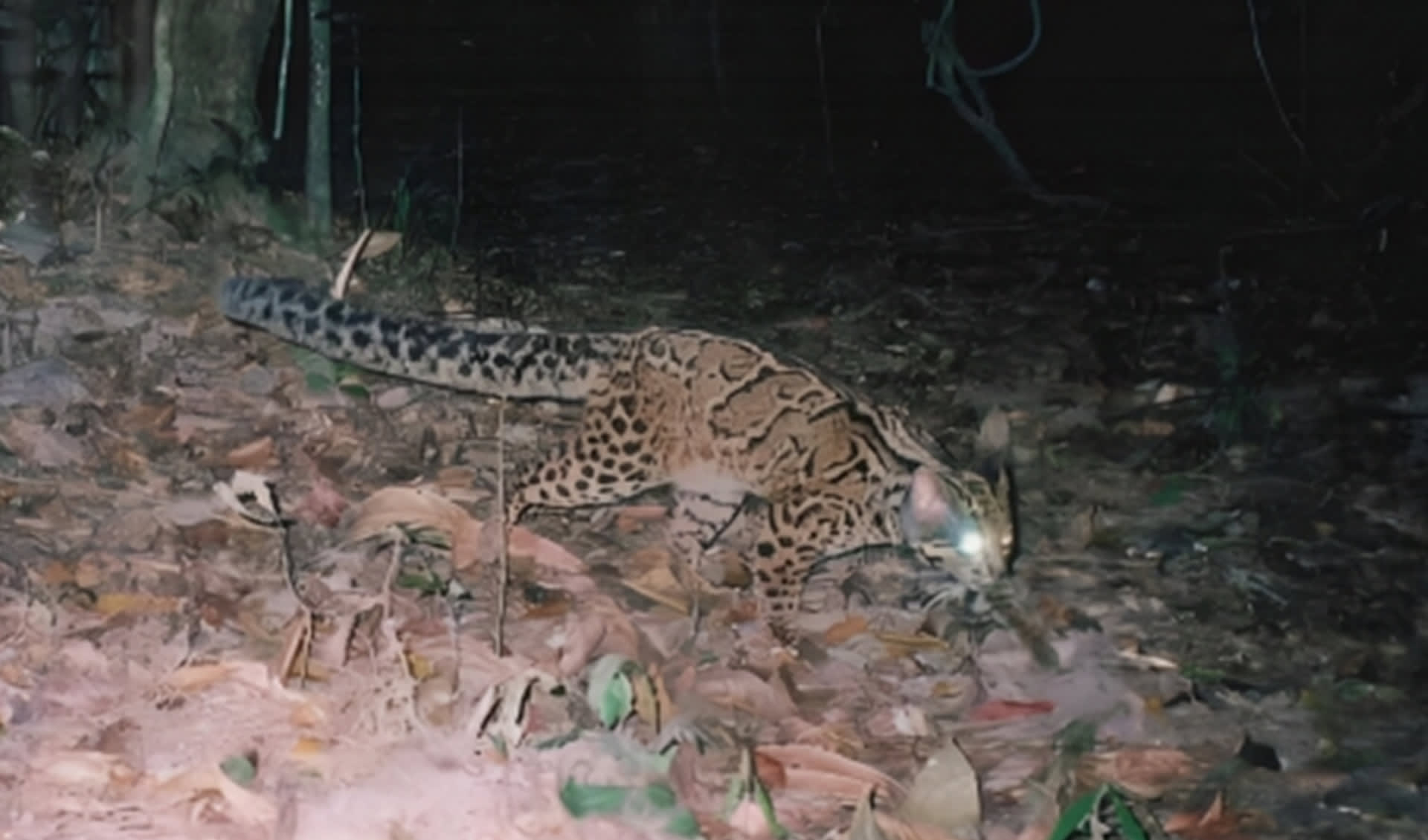 Marbled cat facts, distribution & population | BioDB