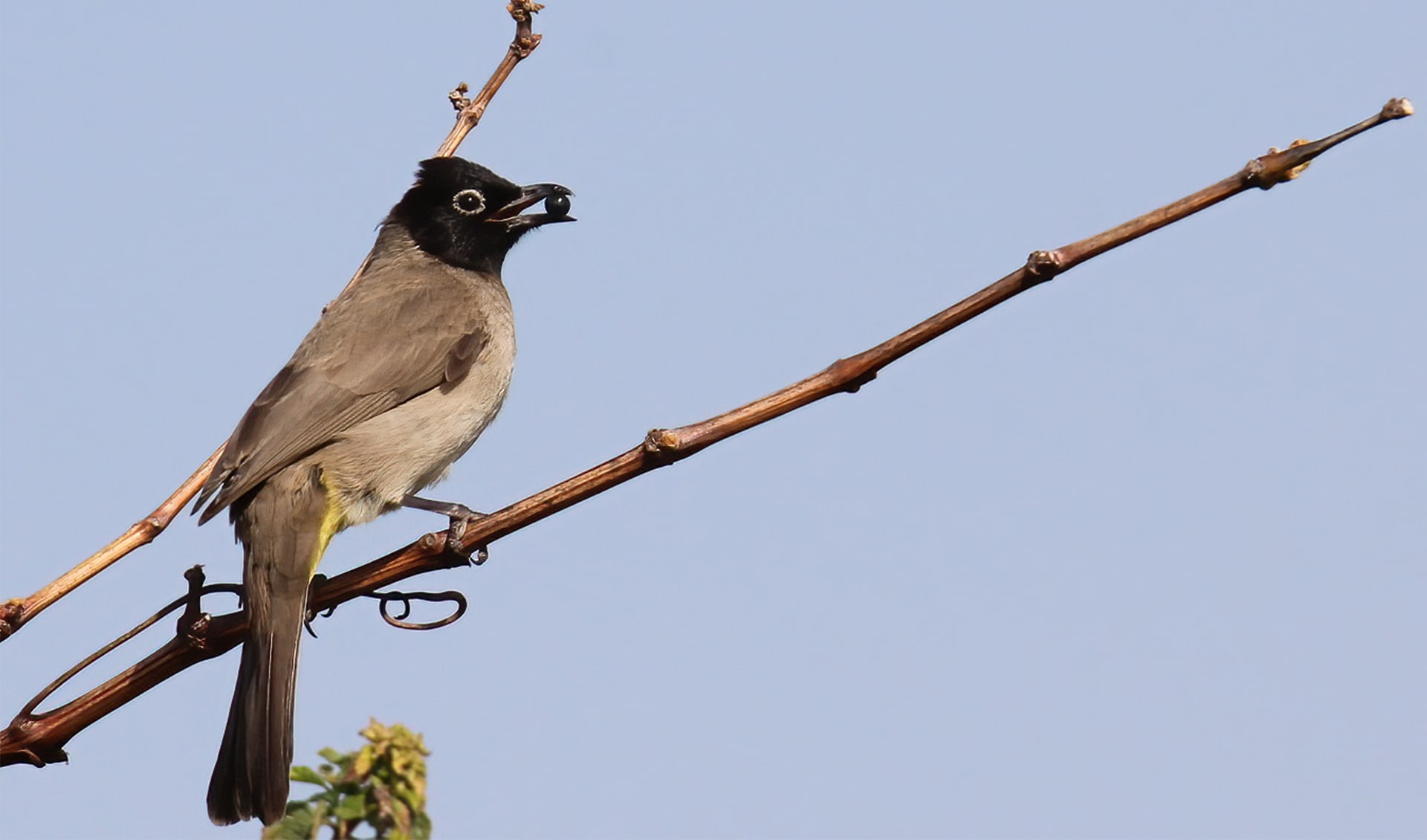 White-spectacled bulbul facts, distribution & population | BioDB
