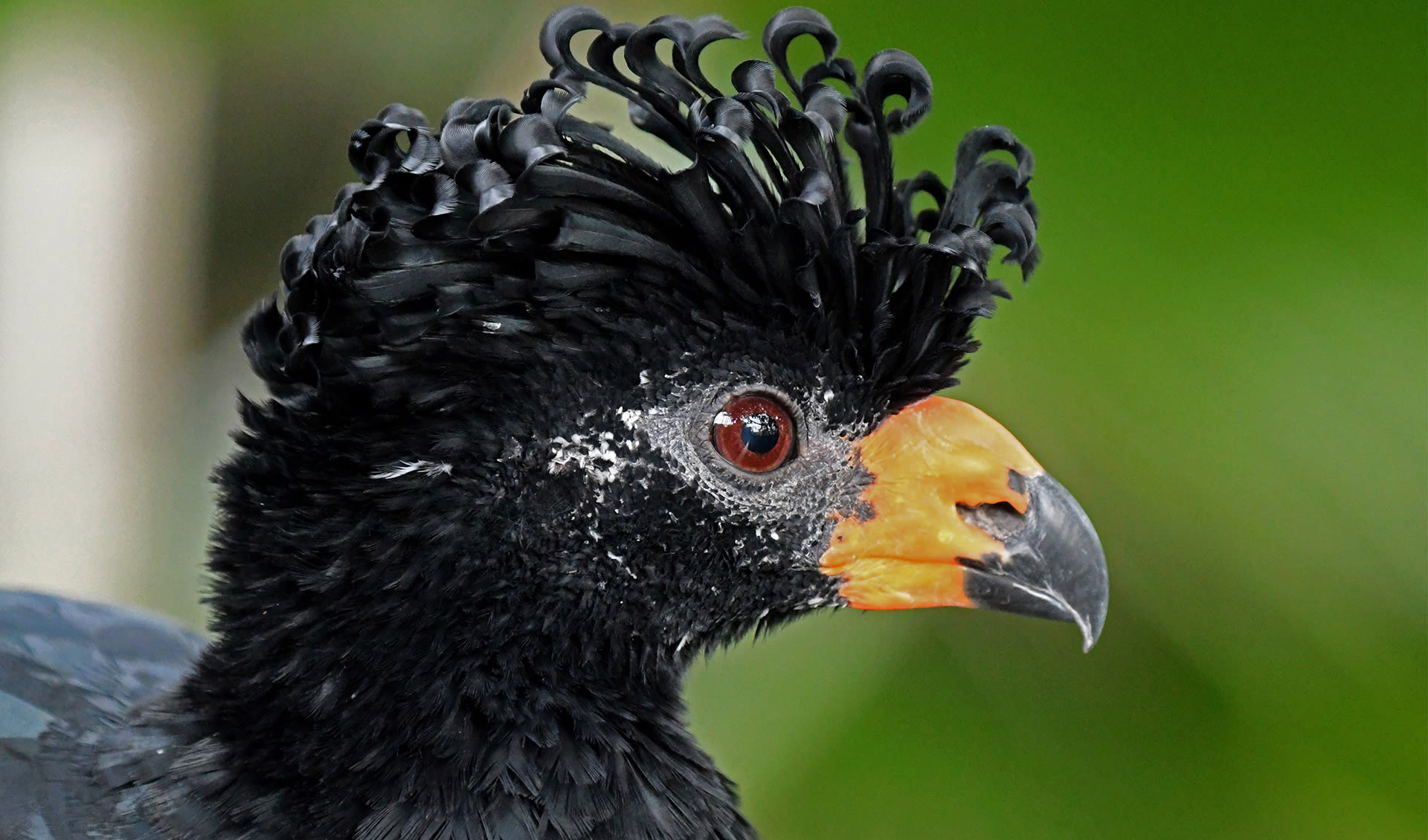 Wattled curassow facts, distribution & population | BioDB