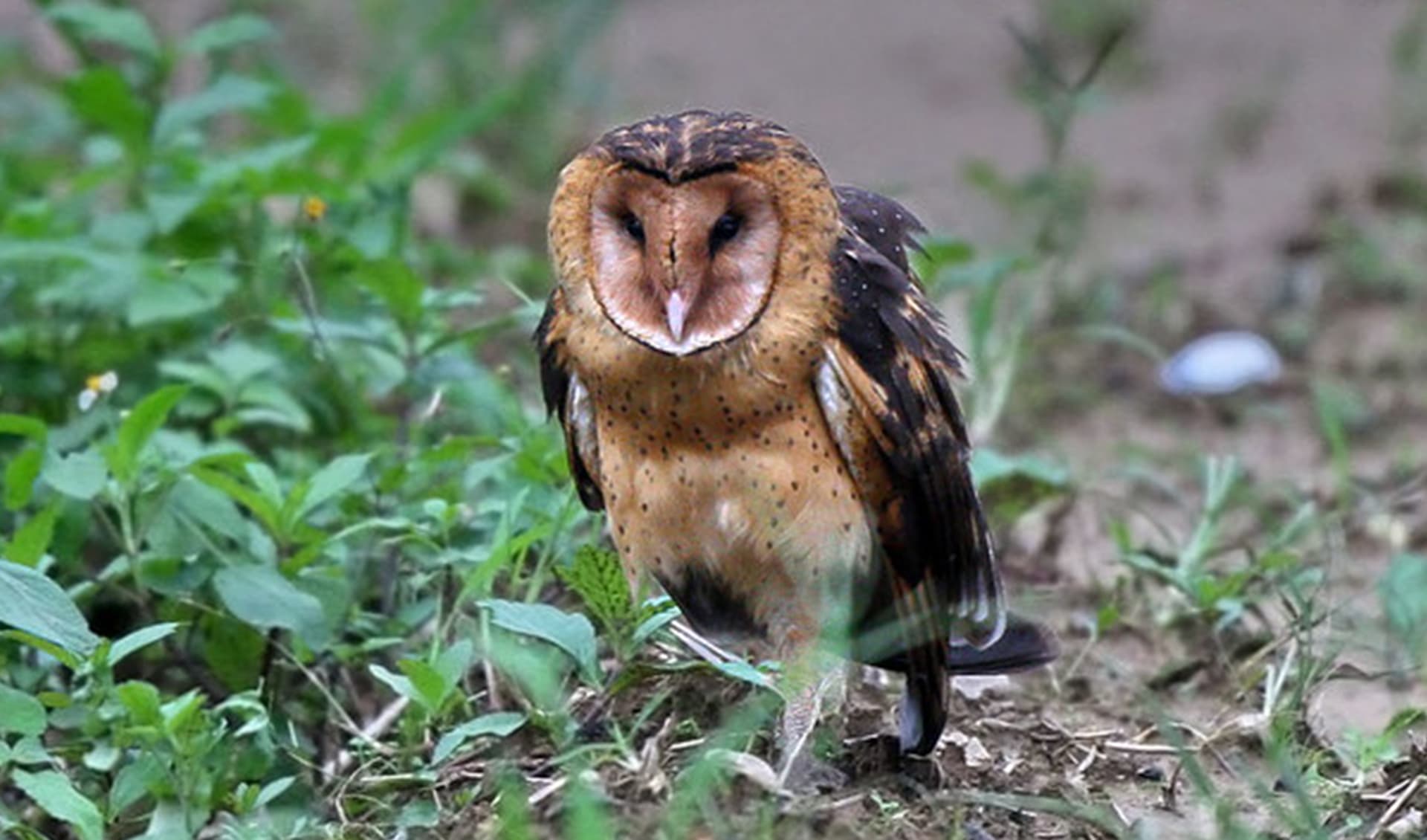 Australian grass-owl facts, distribution & population | BioDB