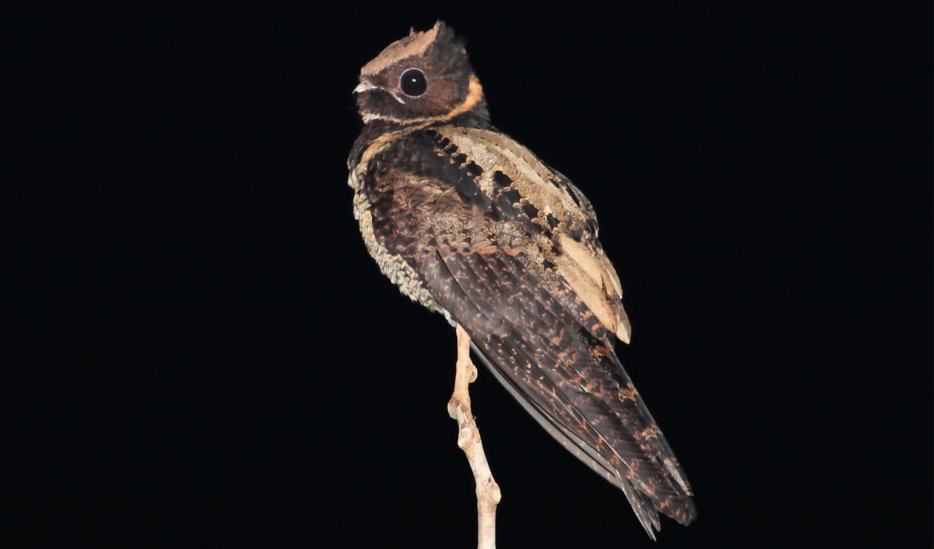 Great eared-nightjar facts, distribution & population | BioDB