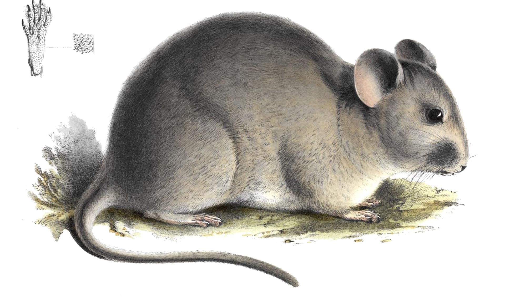 Abrocomidae - Chinchilla rats: facts, distribution & population | BioDB