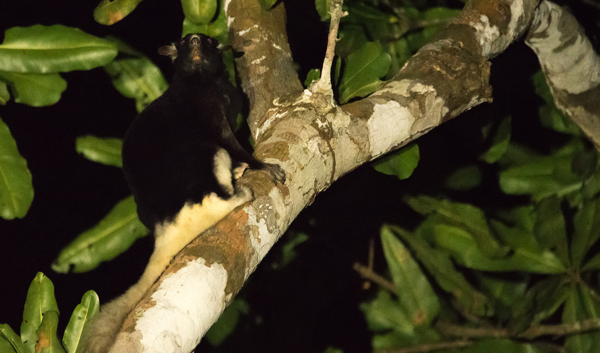 Anomaluridae - Anomalures: facts, distribution & population | BioDB