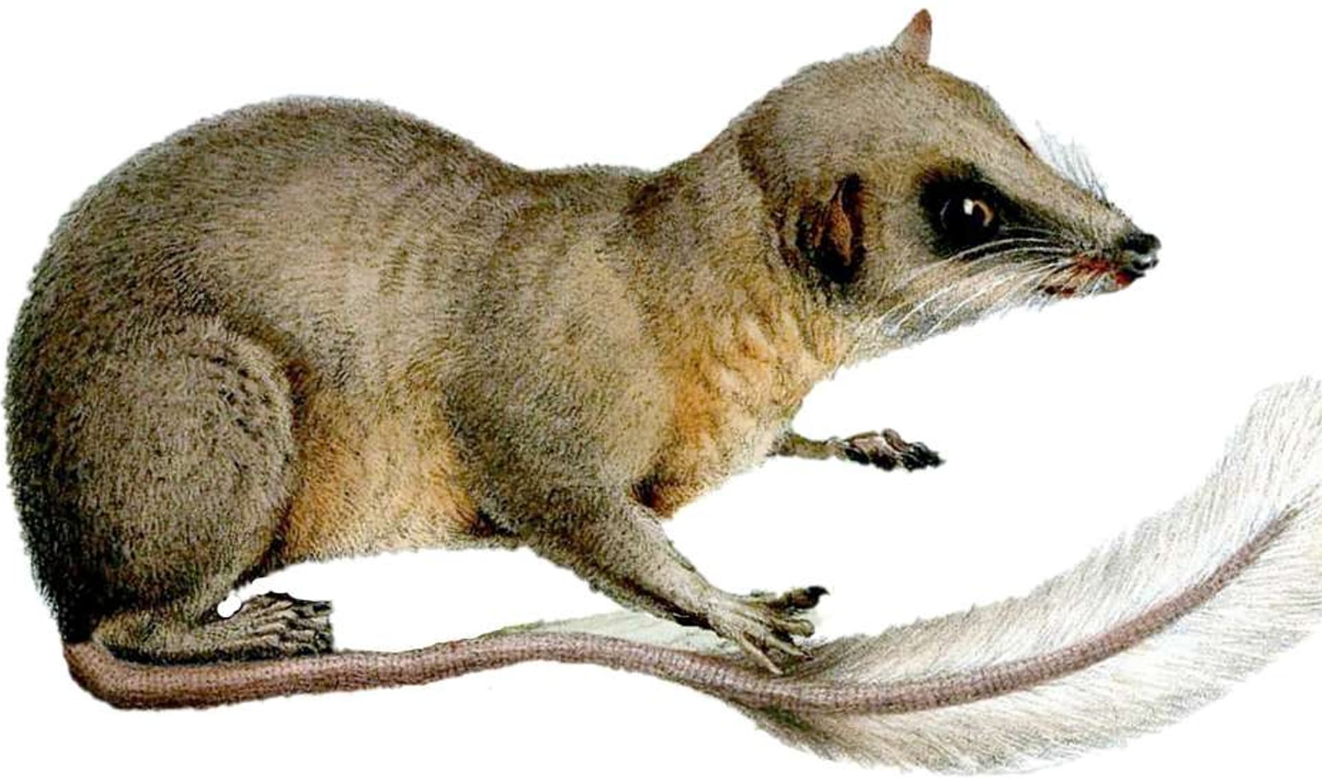 Pen-tailed treeshrew facts, distribution & population | BioDB