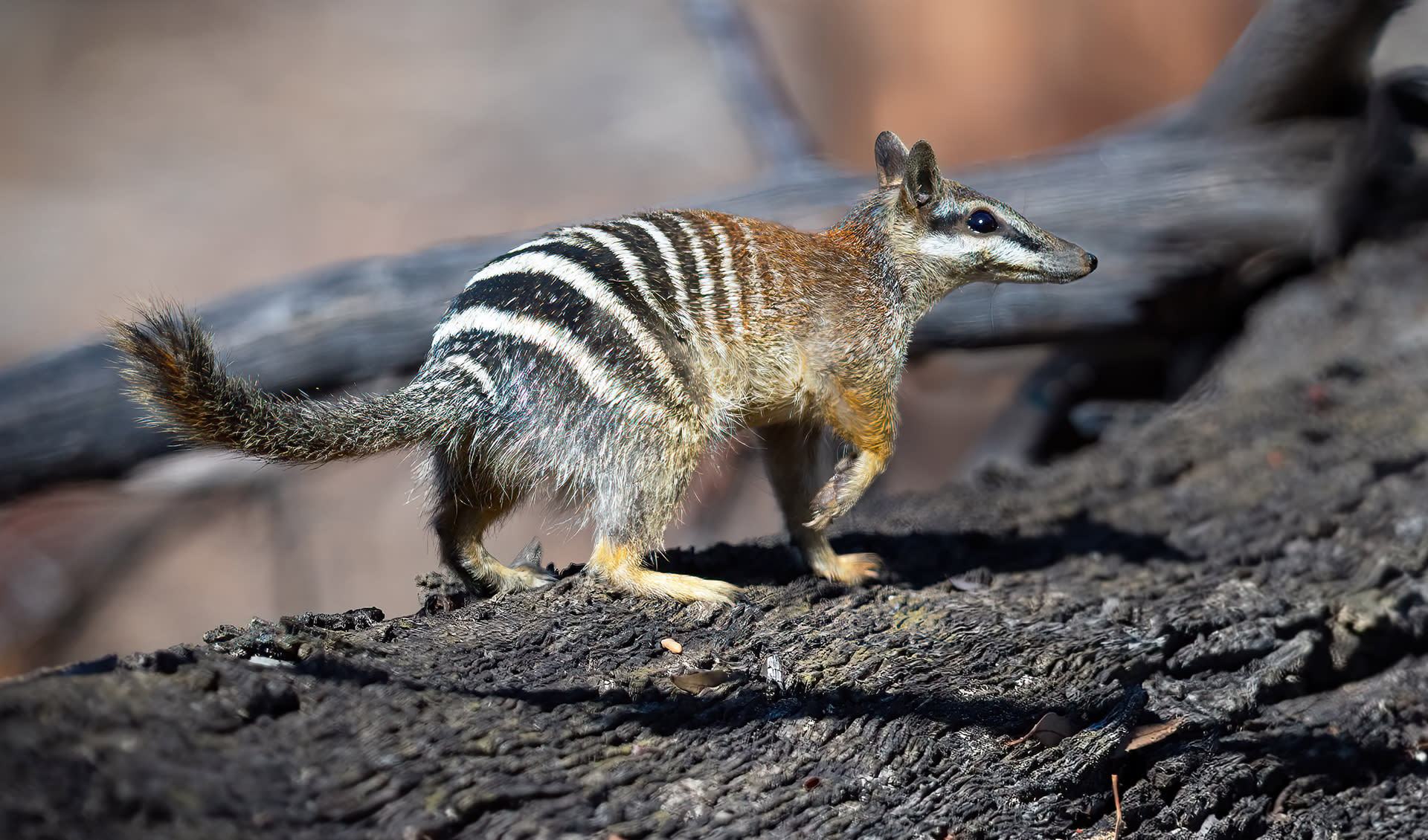 Myrmecobius - Numbat: facts, distribution & population | BioDB