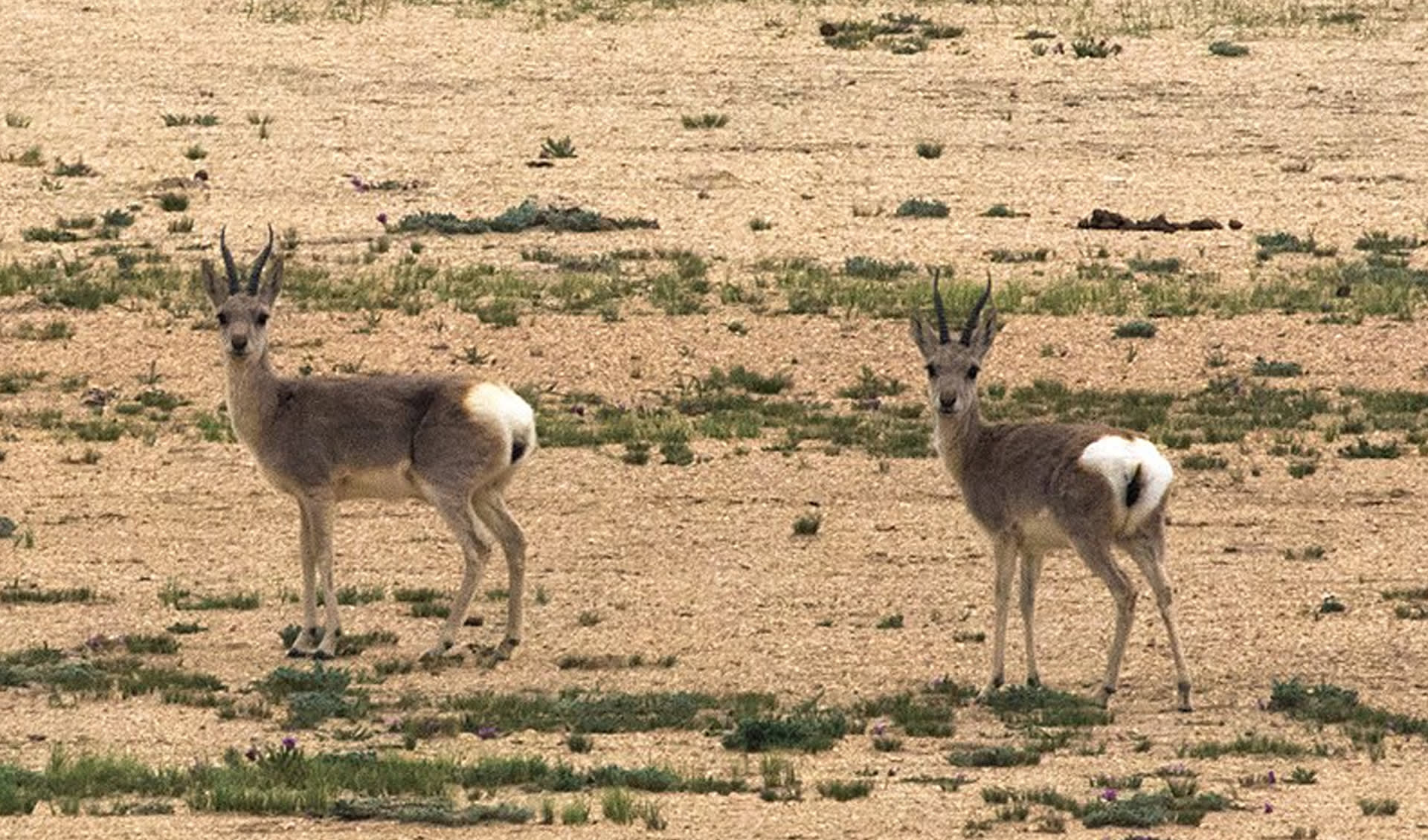 Procapra - Central Asian gazelles: facts, distribution & population | BioDB