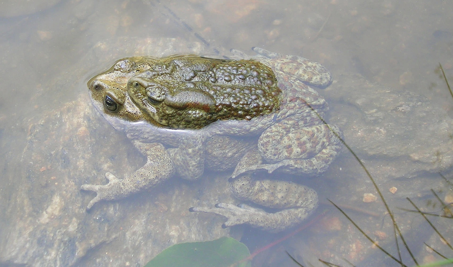 Himalayan toad facts, distribution & population | BioDB