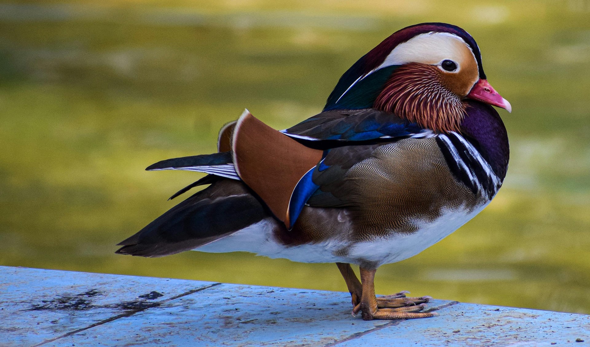 Mandarin duck facts, distribution & population | BioDB