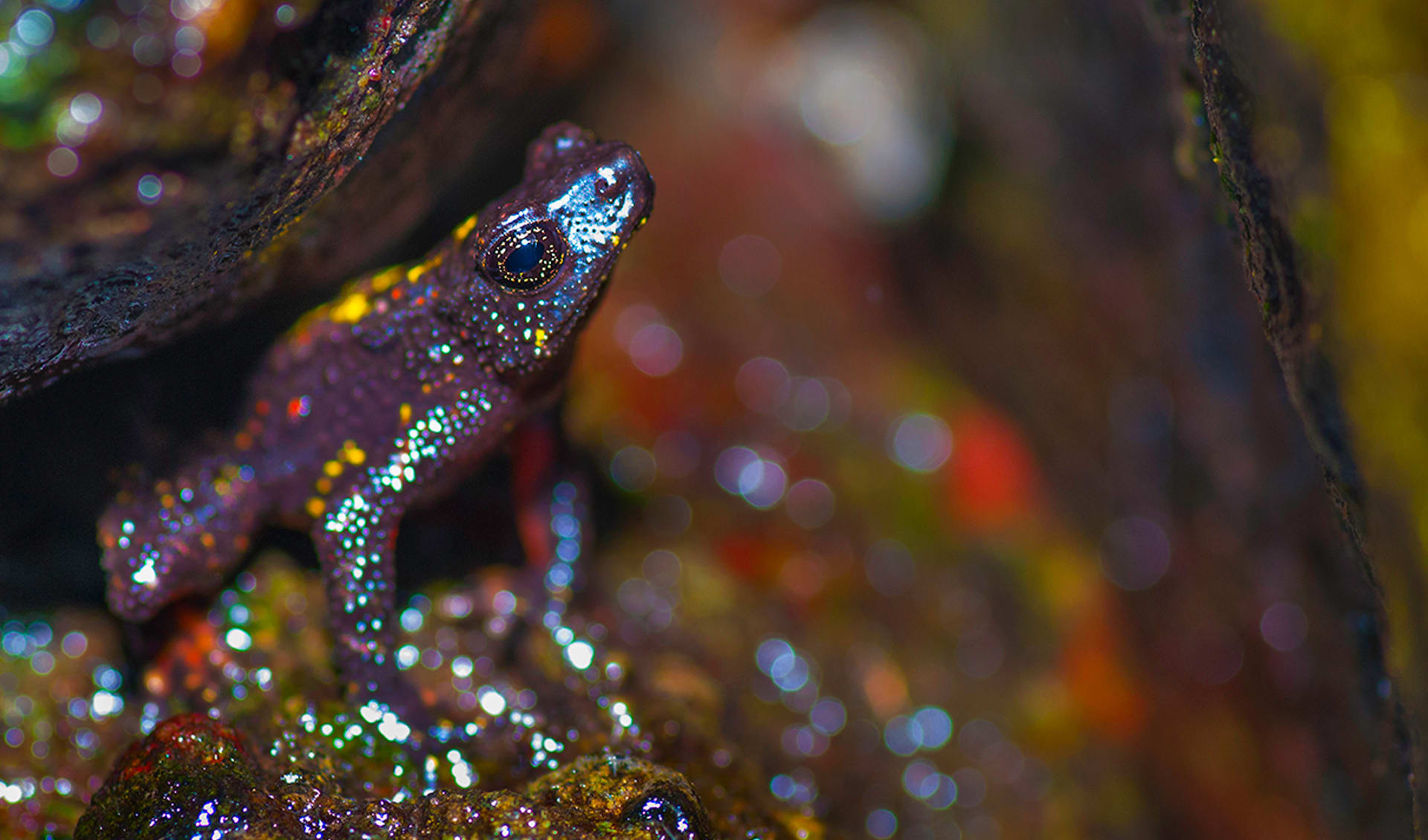 Bleeding toad facts, distribution & population | BioDB