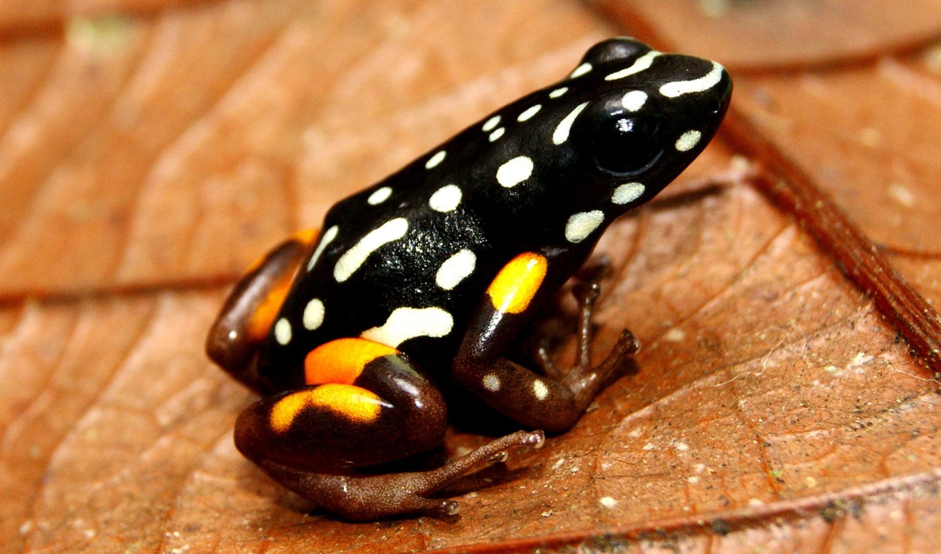 Brazil-nut poison frog facts, distribution & population | BioDB