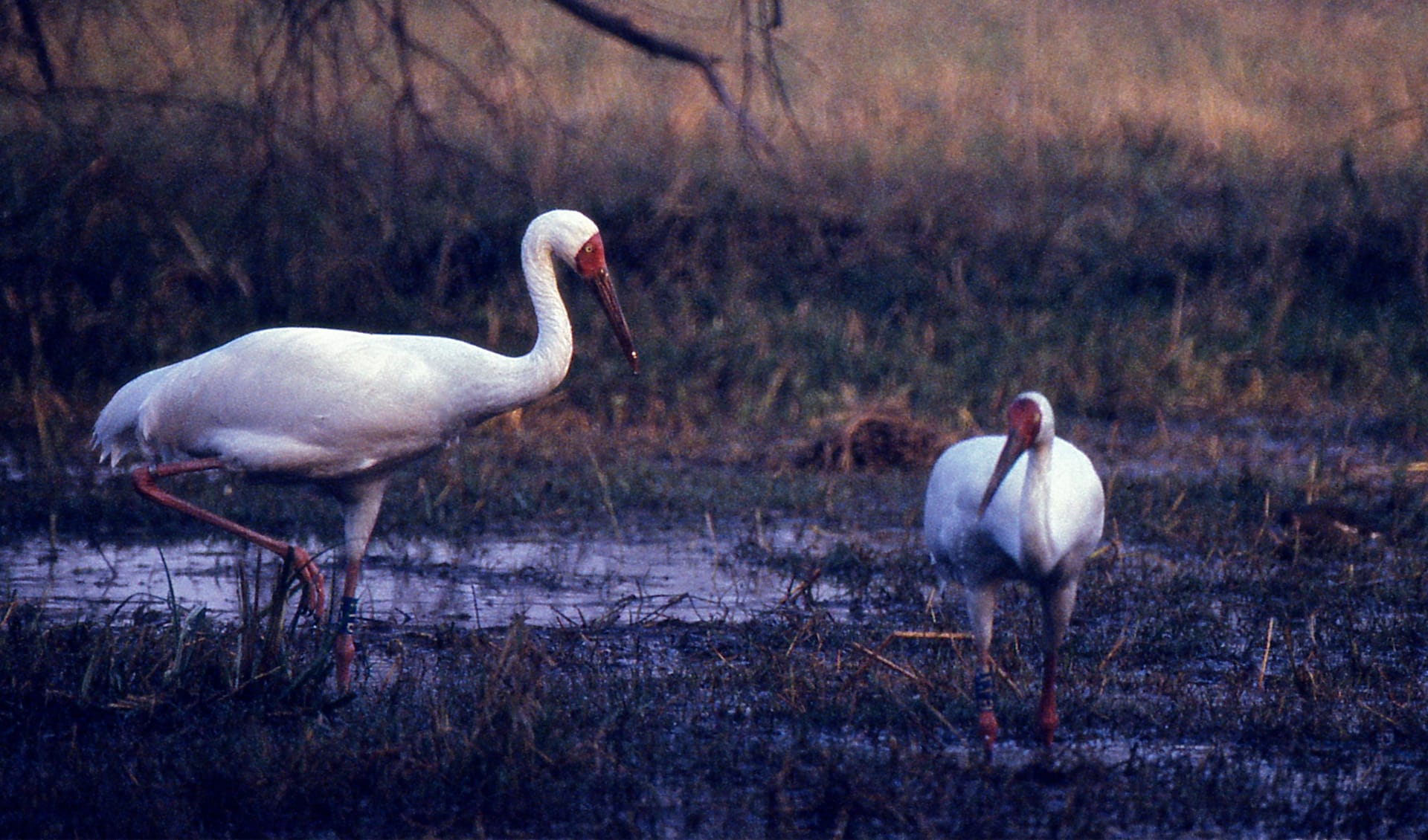 Siberian crane facts, distribution & population | BioDB