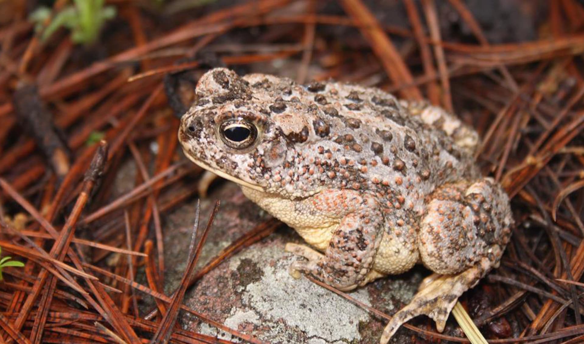 Southwestern toad facts, distribution & population | BioDB
